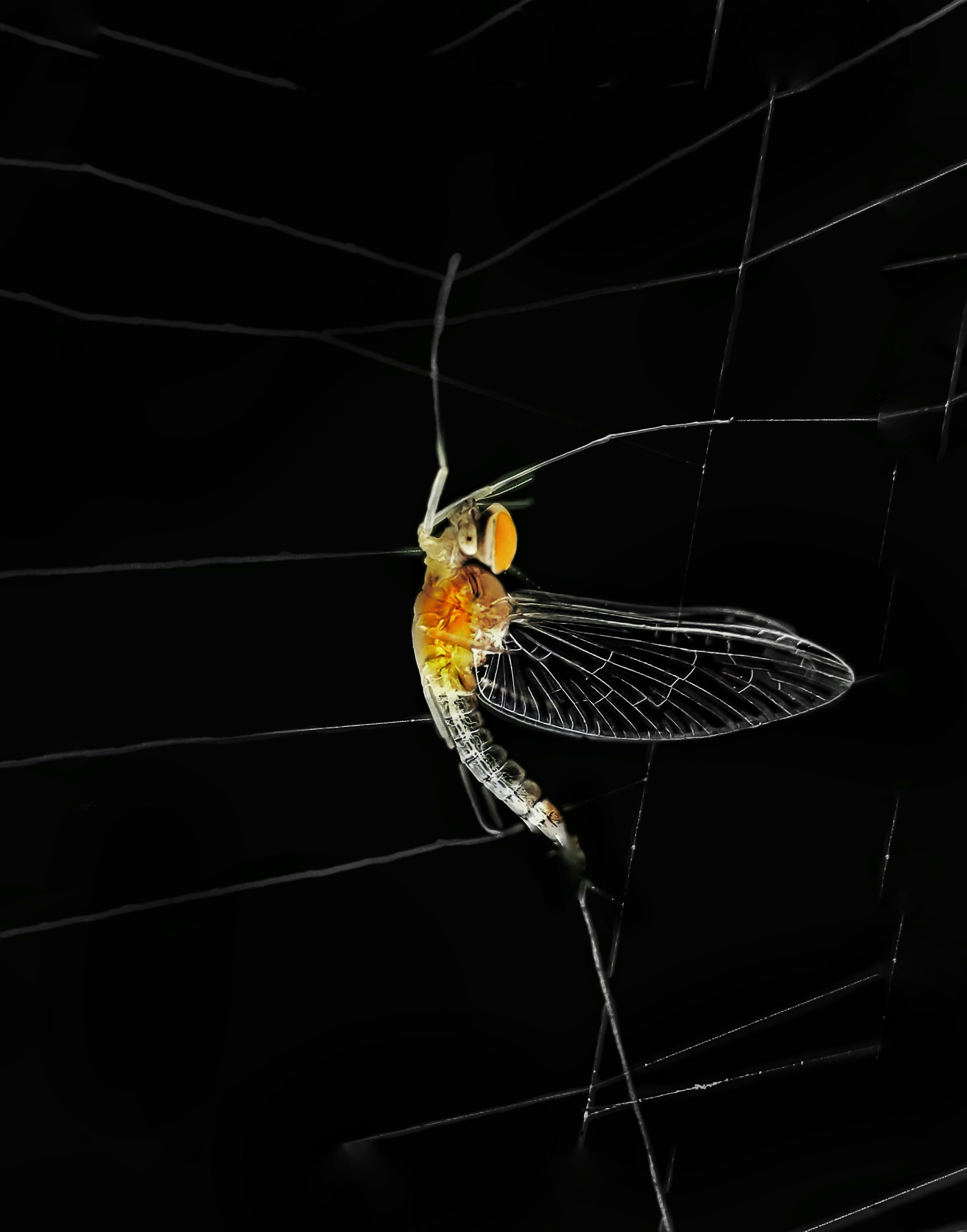 Mayfly Photos, Download The BEST Free Mayfly Stock Photos & HD Images