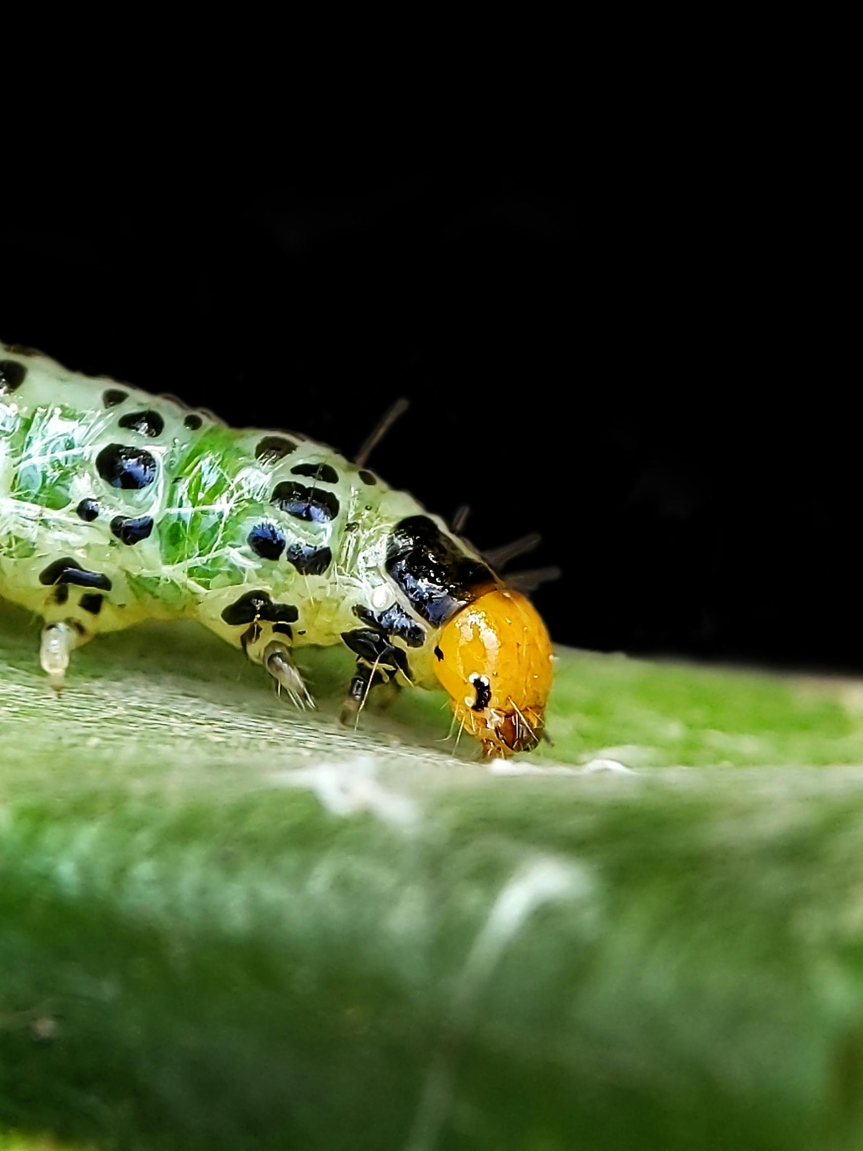 Musical Insect Photos, Download Free Musical Insect Stock Photos & HD ...