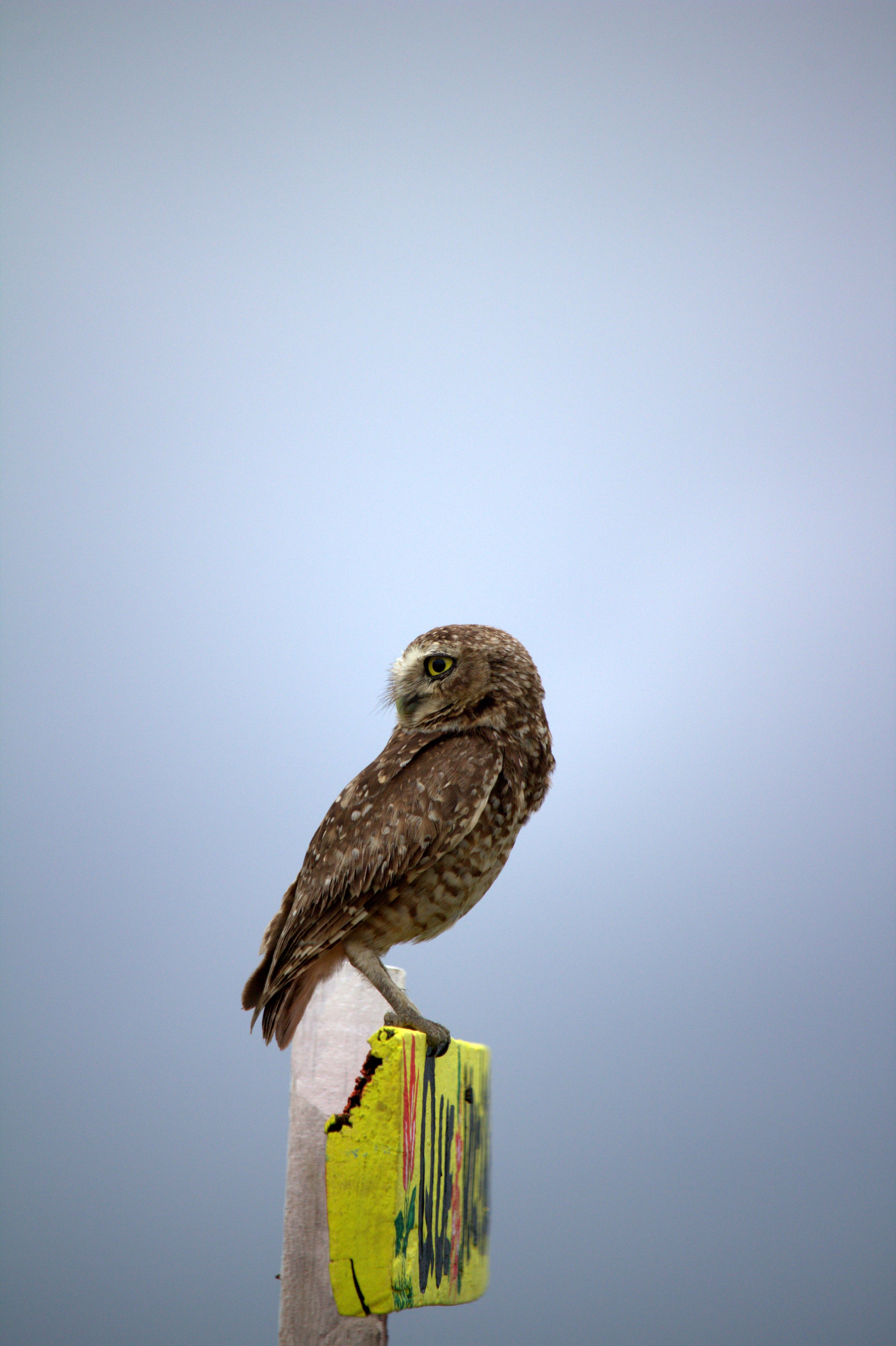 Owl Sitting in Tree Nest · Free Stock Photo