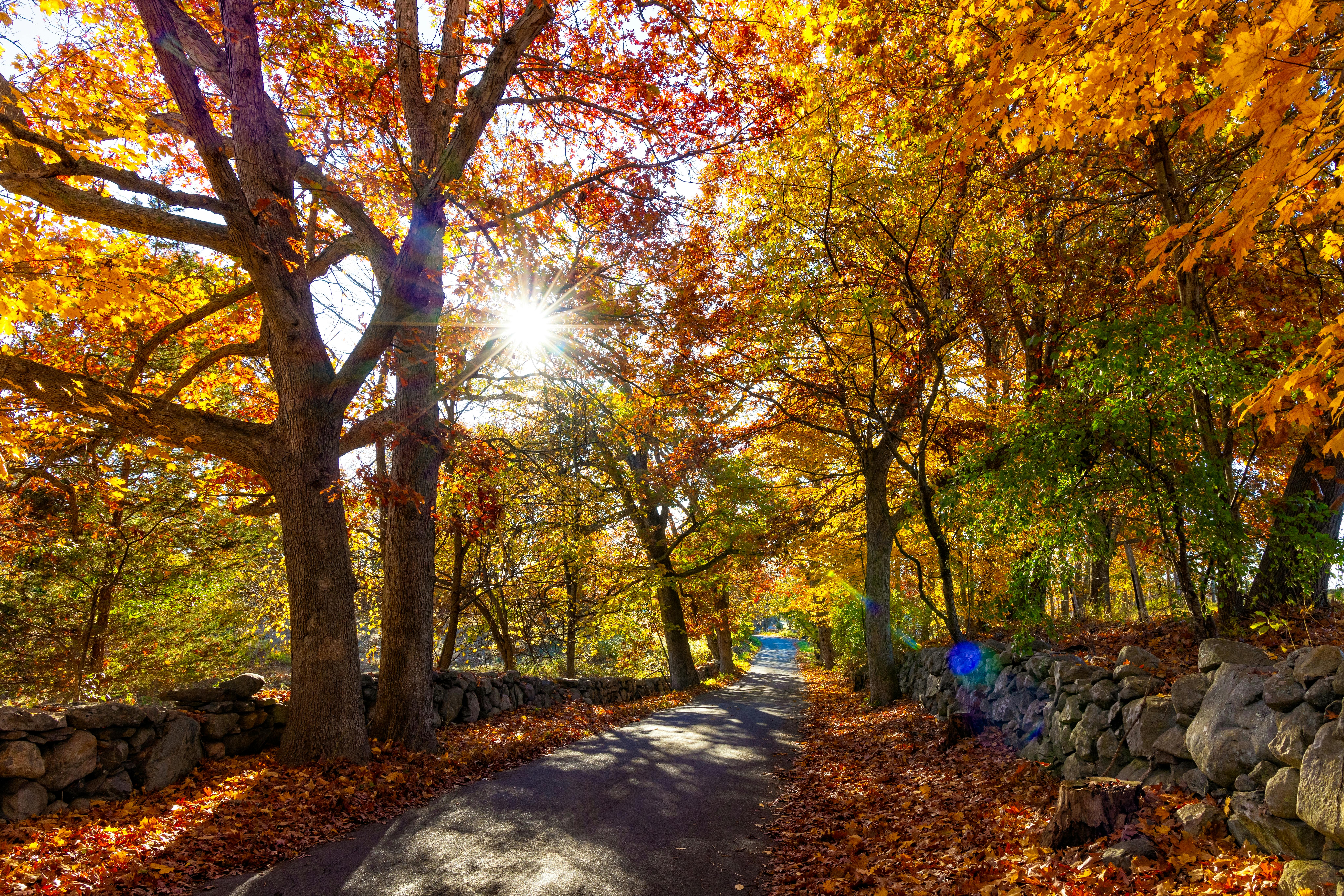 Road in Between Trees · Free Stock Photo