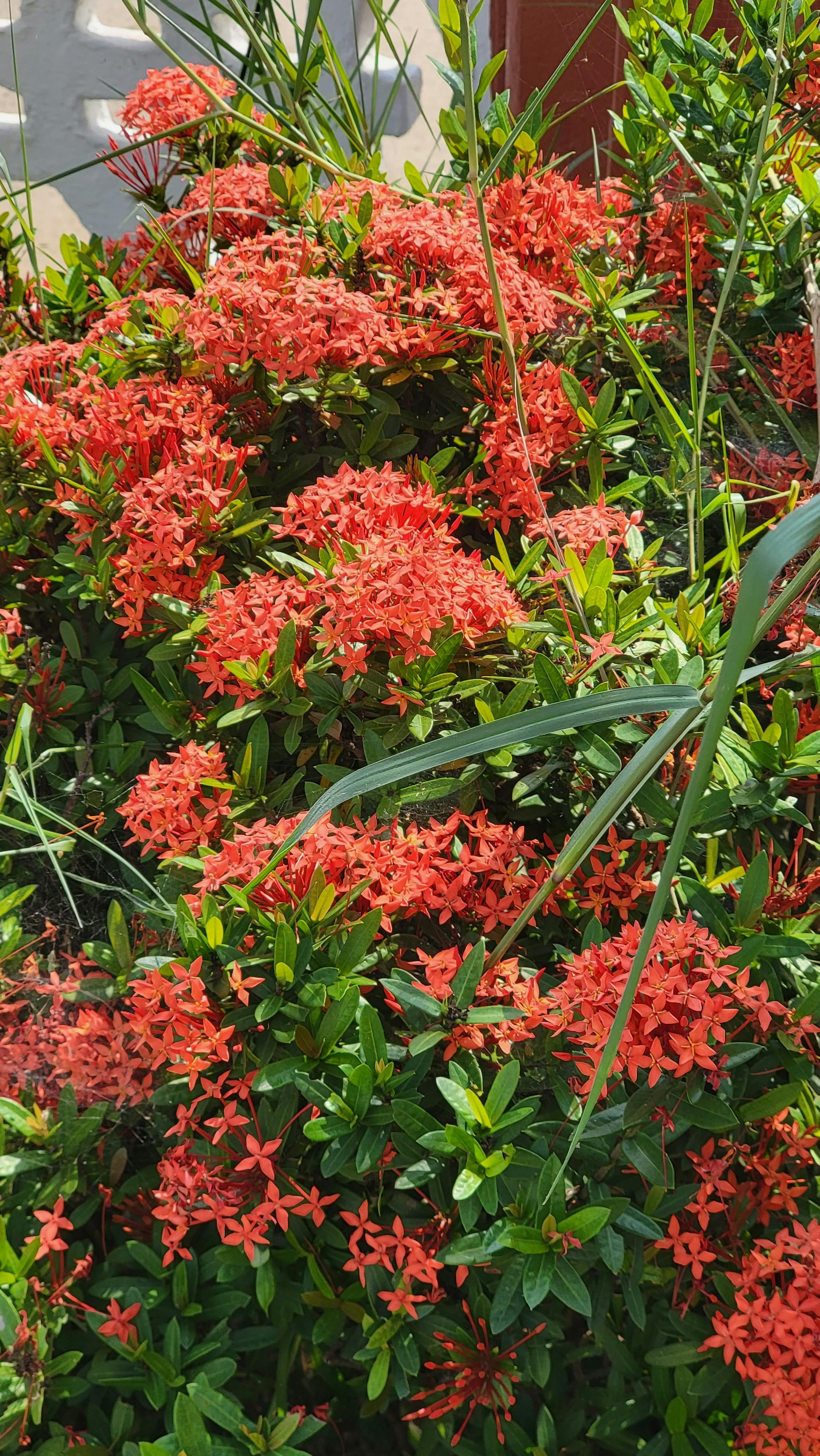 Tobin Philip Rabytfox - Photographie