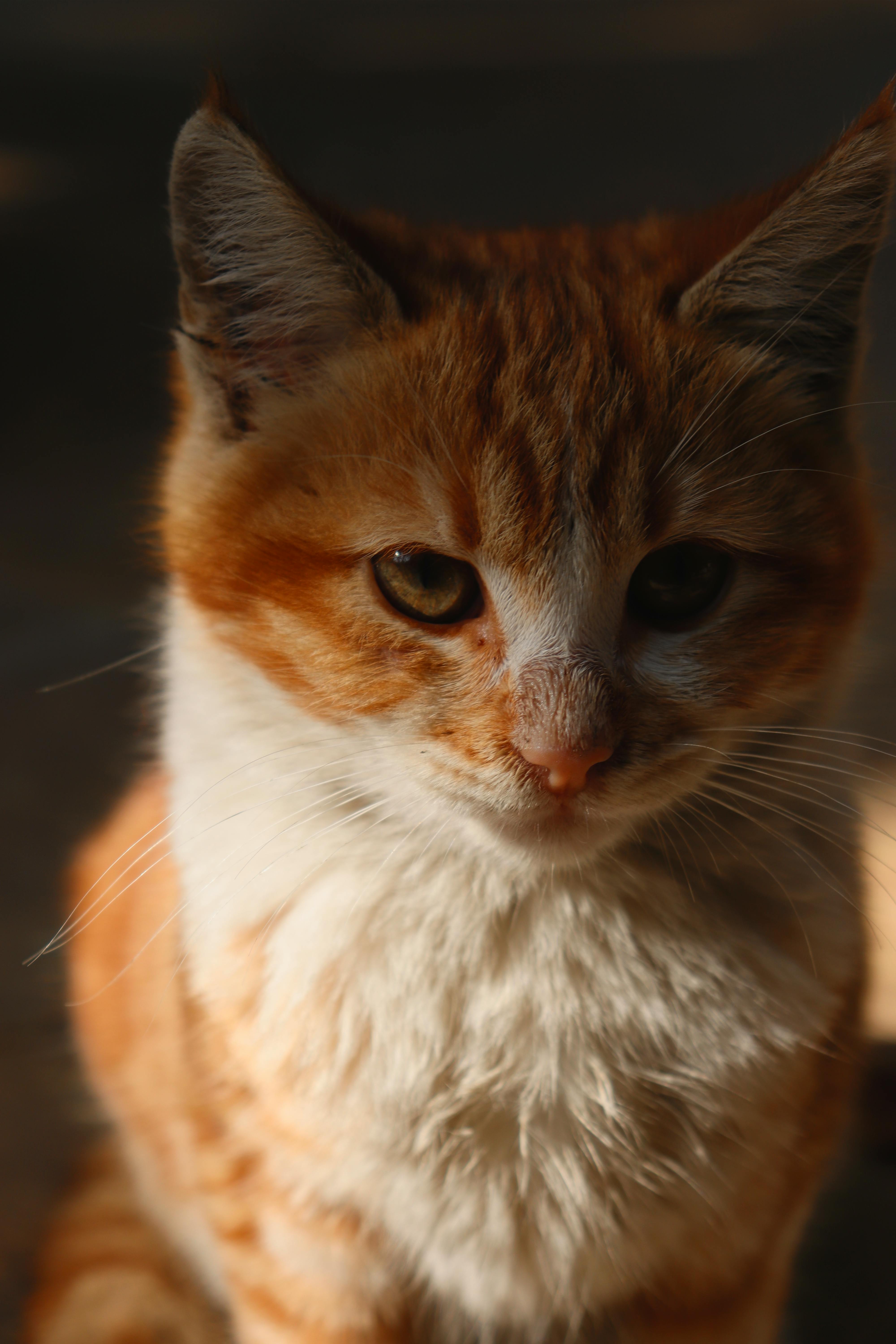 Staring Orange Tabby Cat in Macro Photography · Free Stock Photo