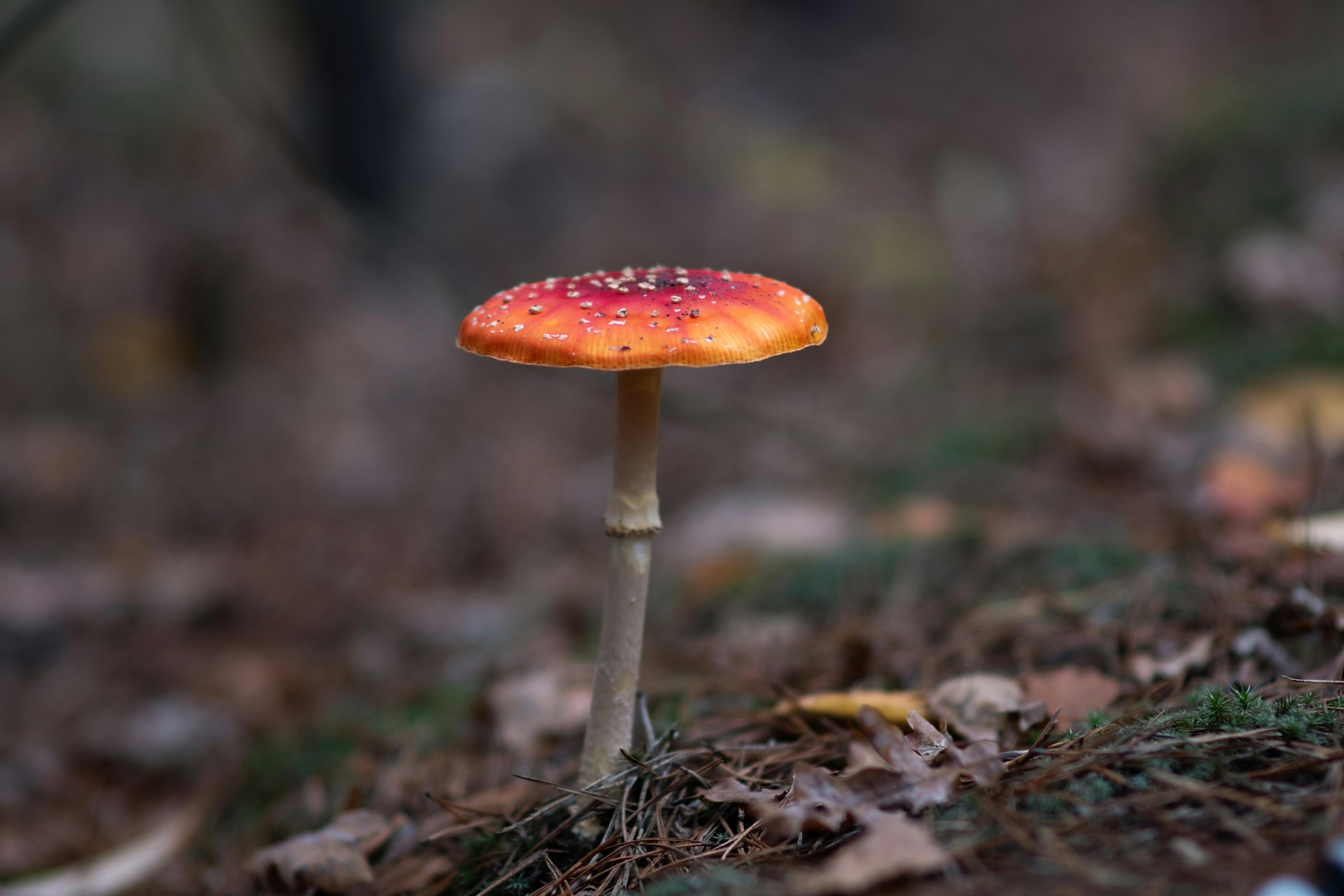 Close-up of a Toadstool Growing in a Forest · Free Stock Photo