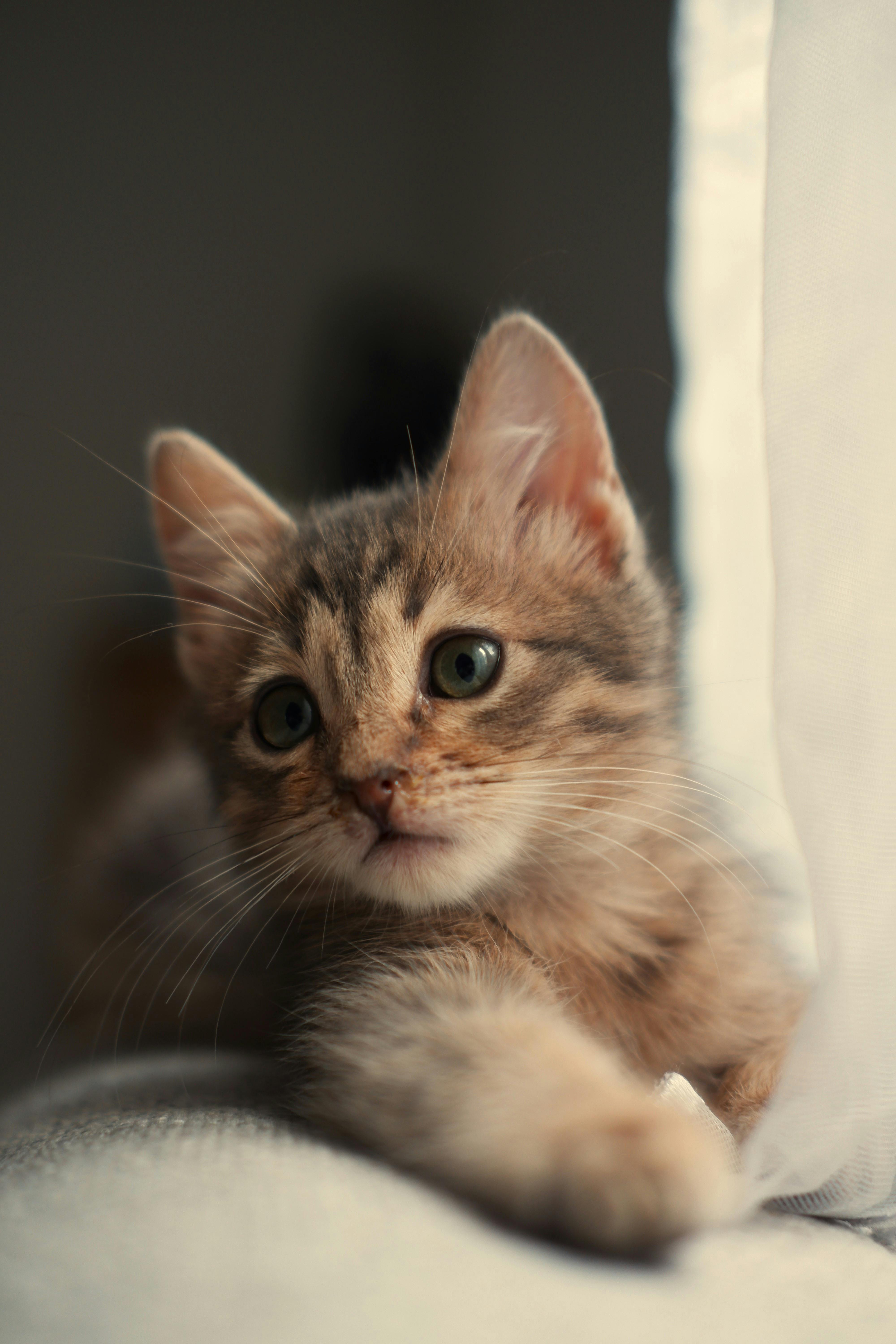 A Portrait of a Brown Kitten · Free Stock Photo