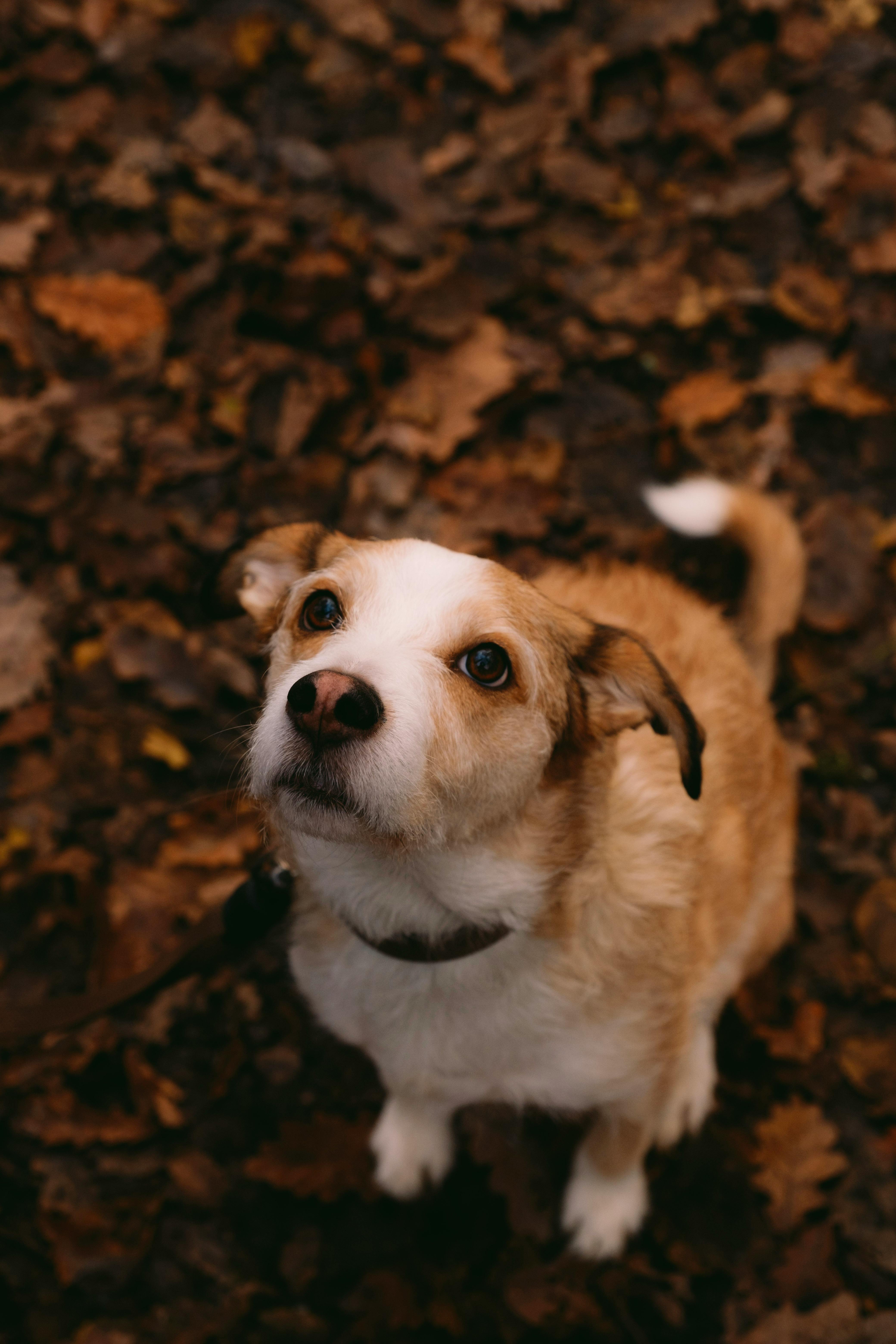 Cute Dog on Fallen Leaves · Free Stock Photo