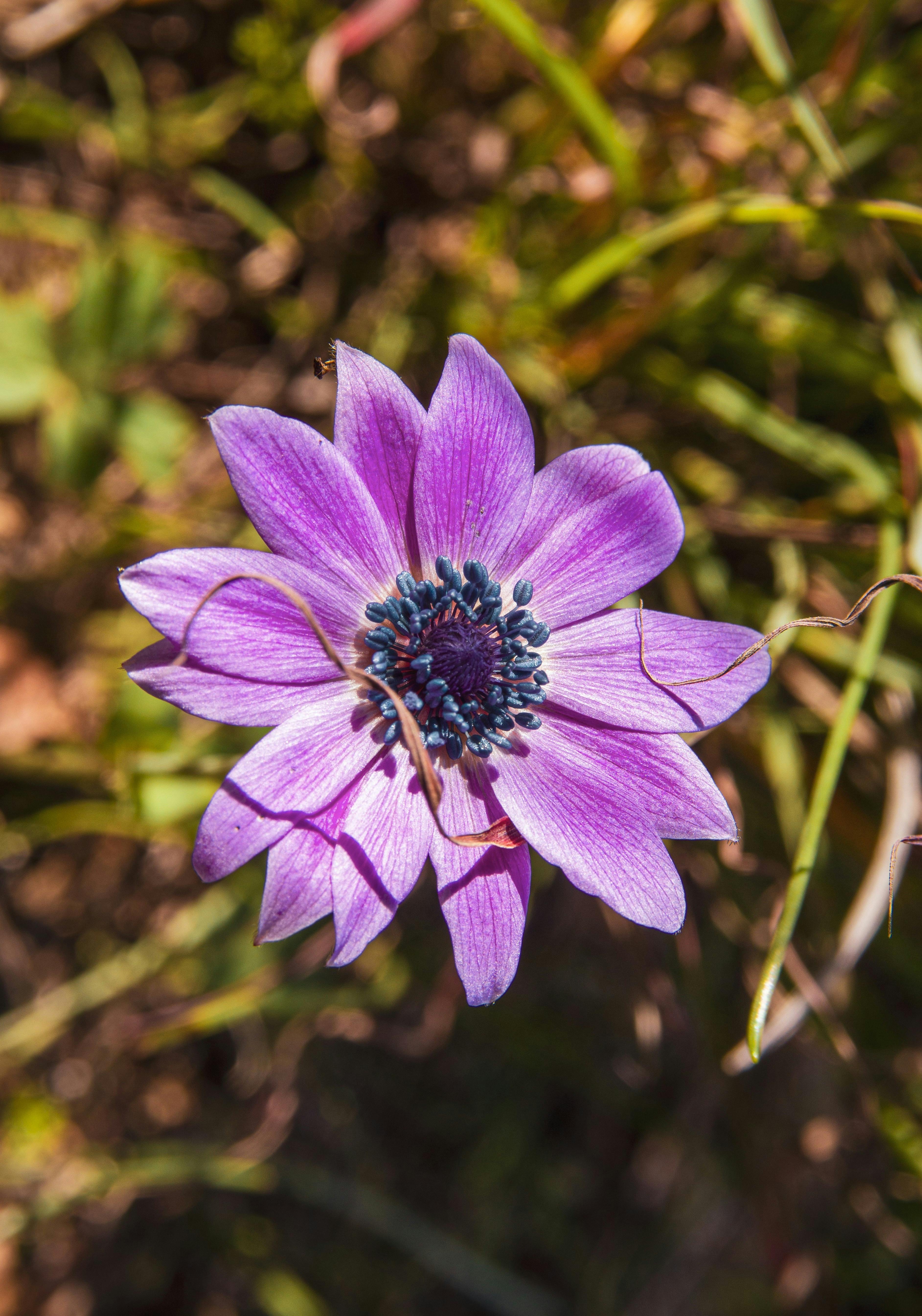 Flower Purple Photos, Download The BEST Free Flower Purple Stock Photos ...