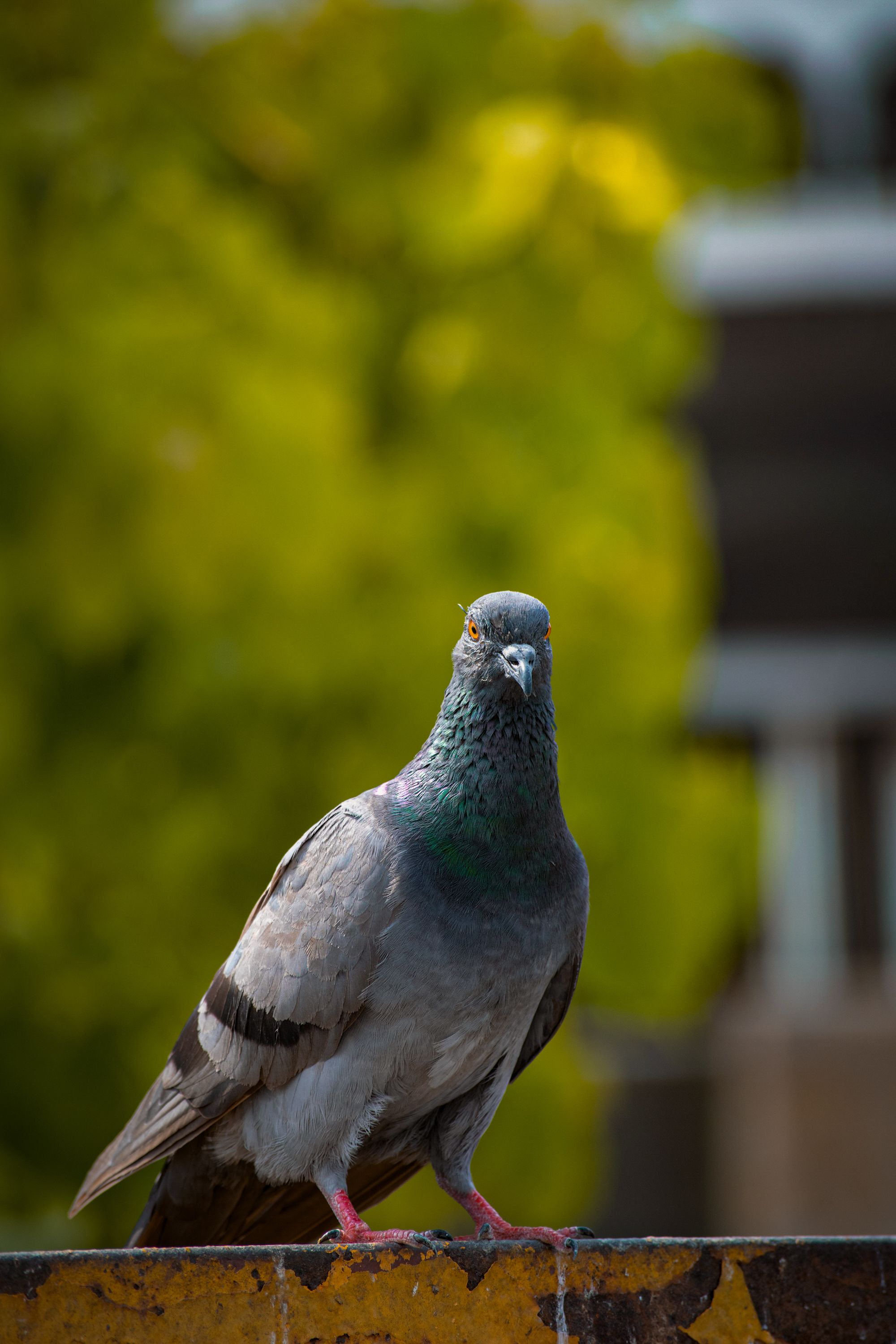 Kiwi Bird Photos, Download The BEST Free Kiwi Bird Stock Photos & HD Images