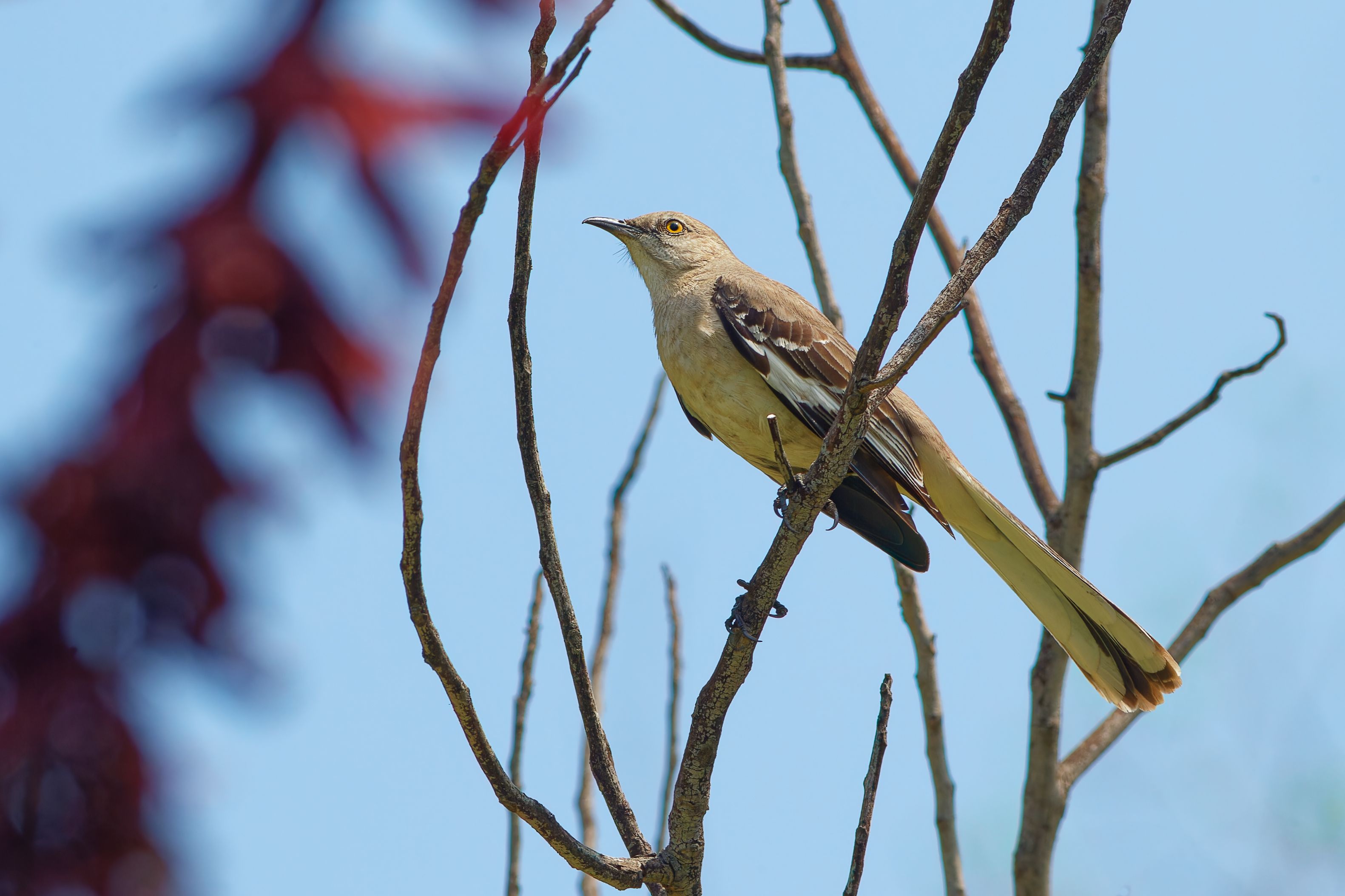 Mockingbird Sitting on a Tree Branch Against the Sky · Free Stock Photo