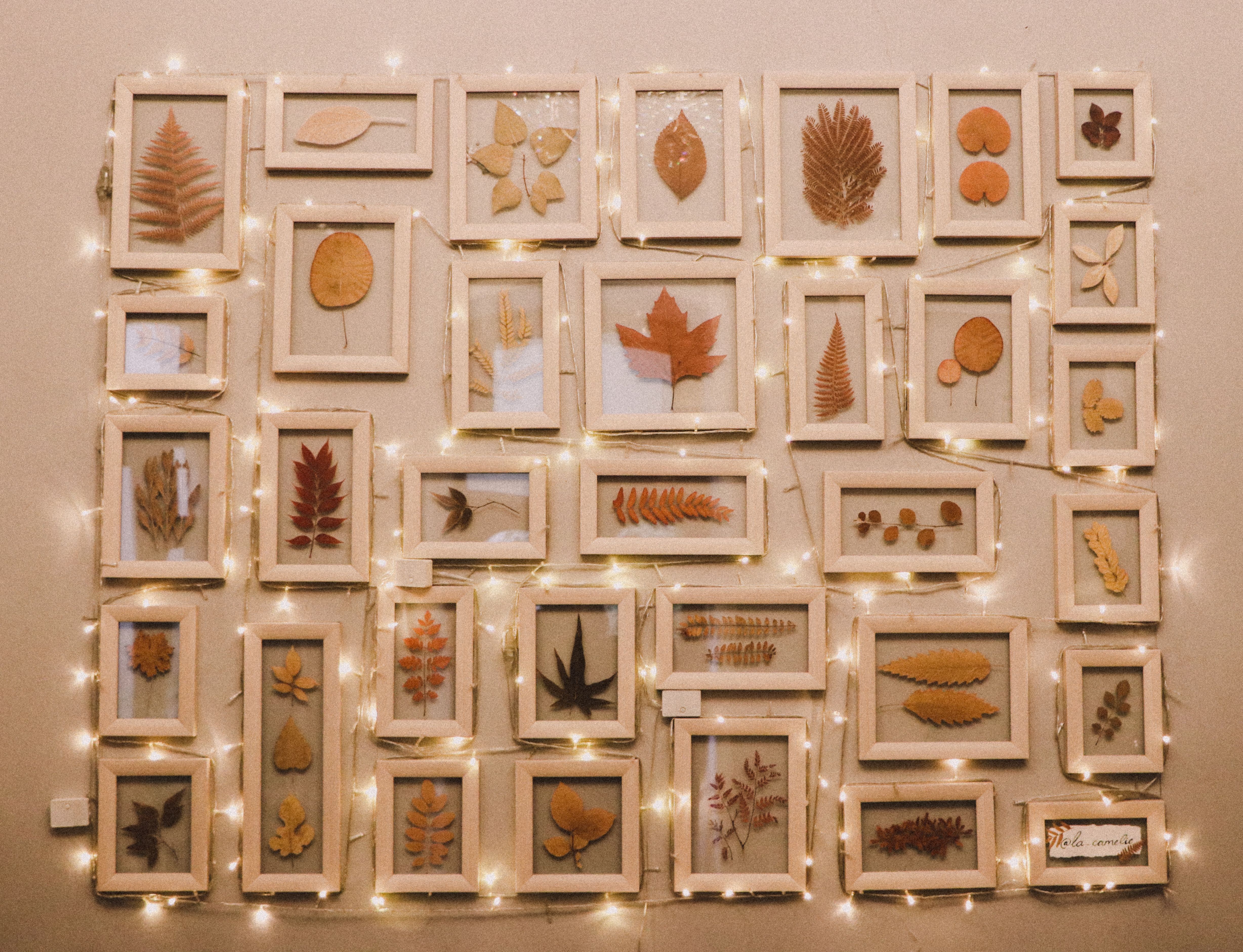 Collection of Leaves on Wall · Free Stock Photo