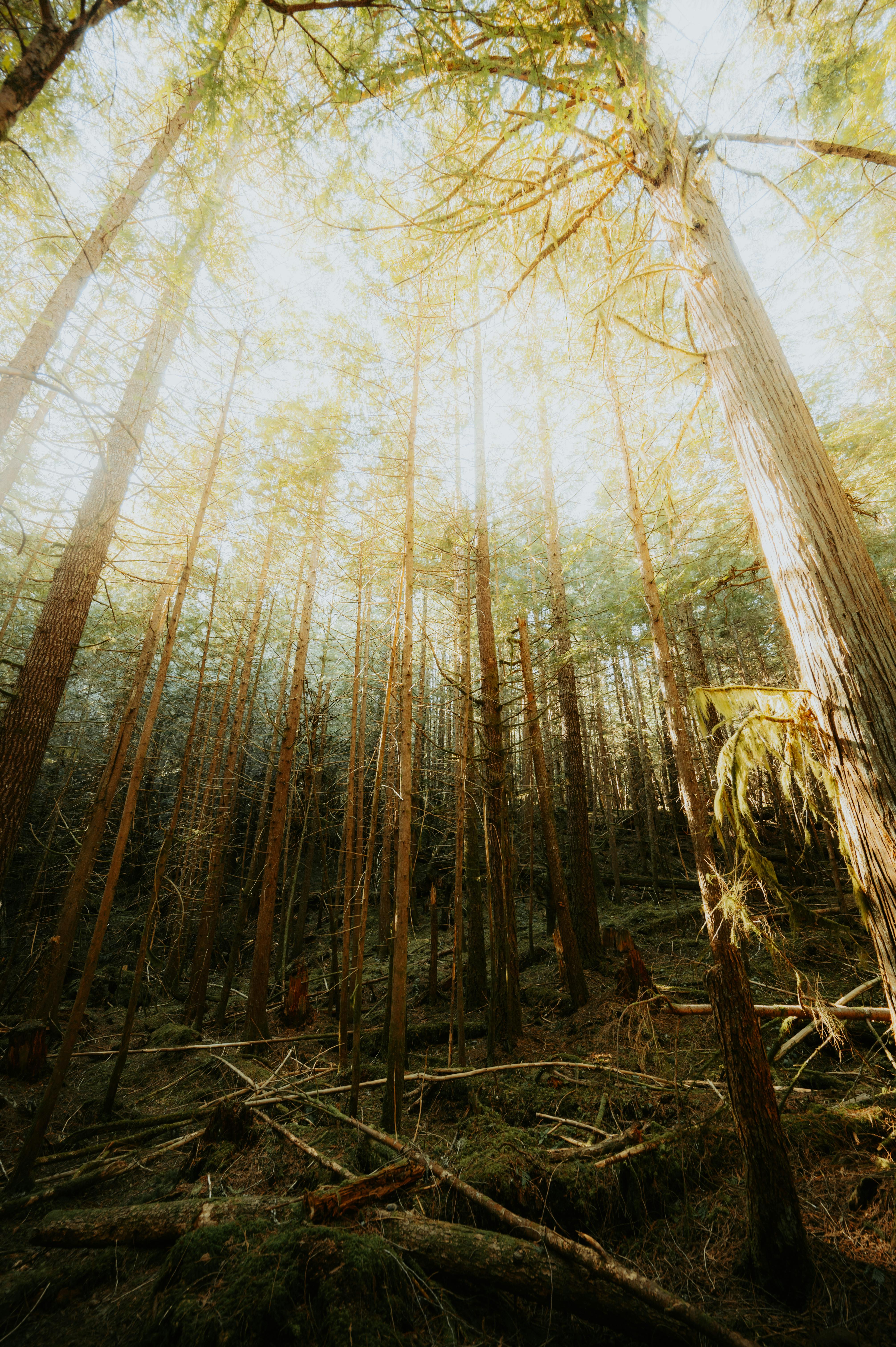 Tribal Forest Photos, Download The BEST Free Tribal Forest Stock Photos ...