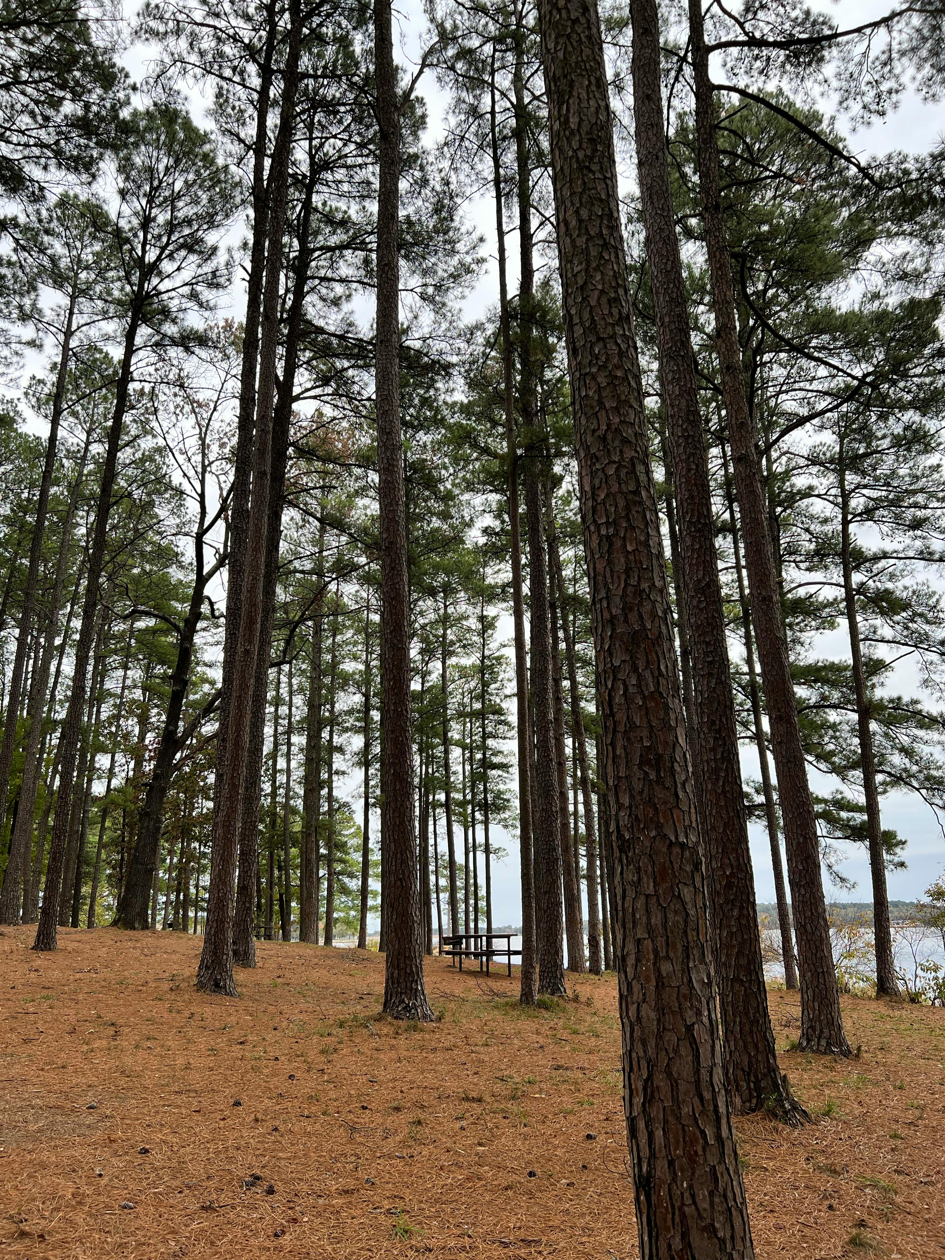 Tall Trees in a Forest · Free Stock Photo