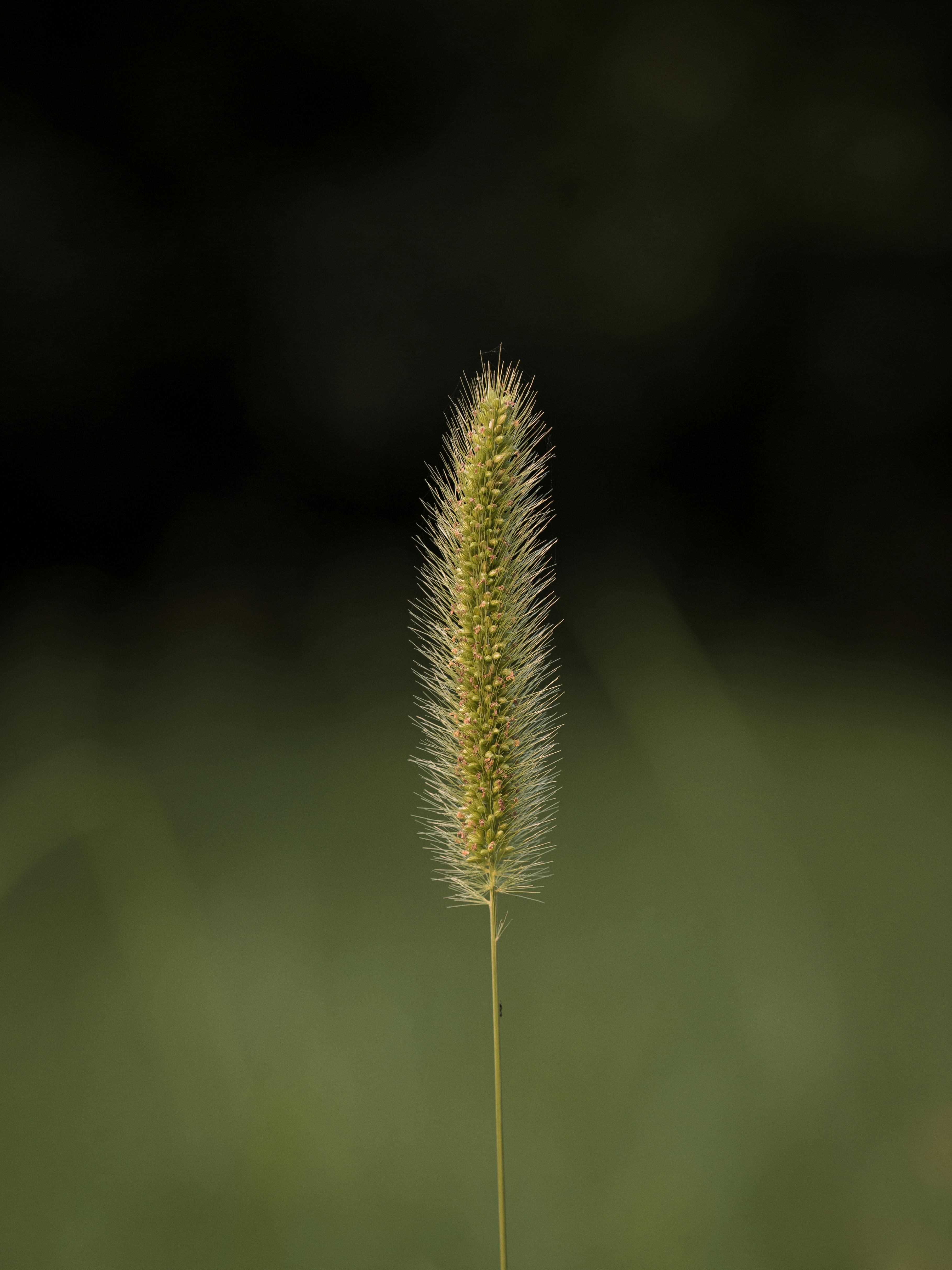 Foxtail Photos, Download The BEST Free Foxtail Stock Photos & HD Images