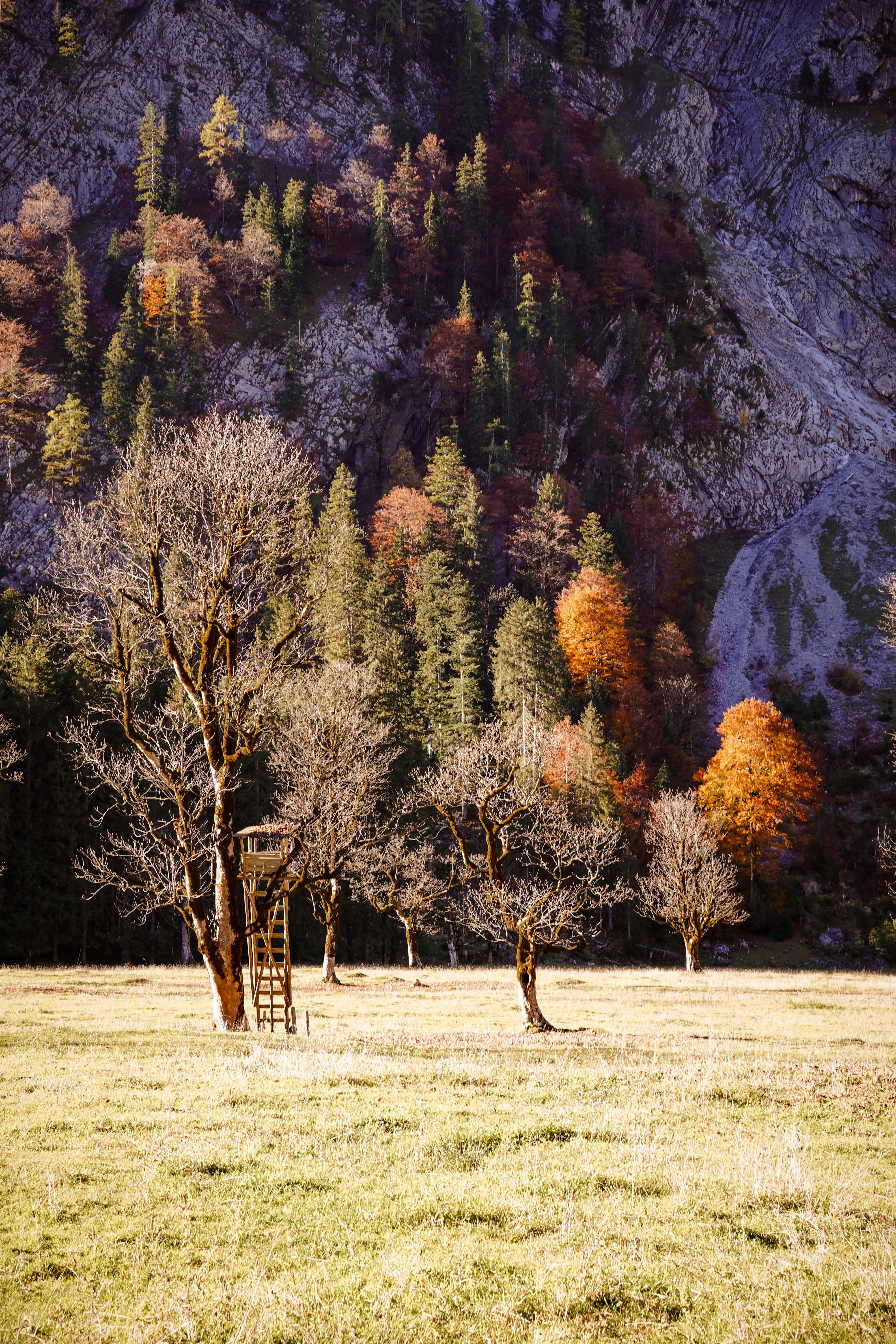 View of a Meadow in Autumn · Free Stock Photo