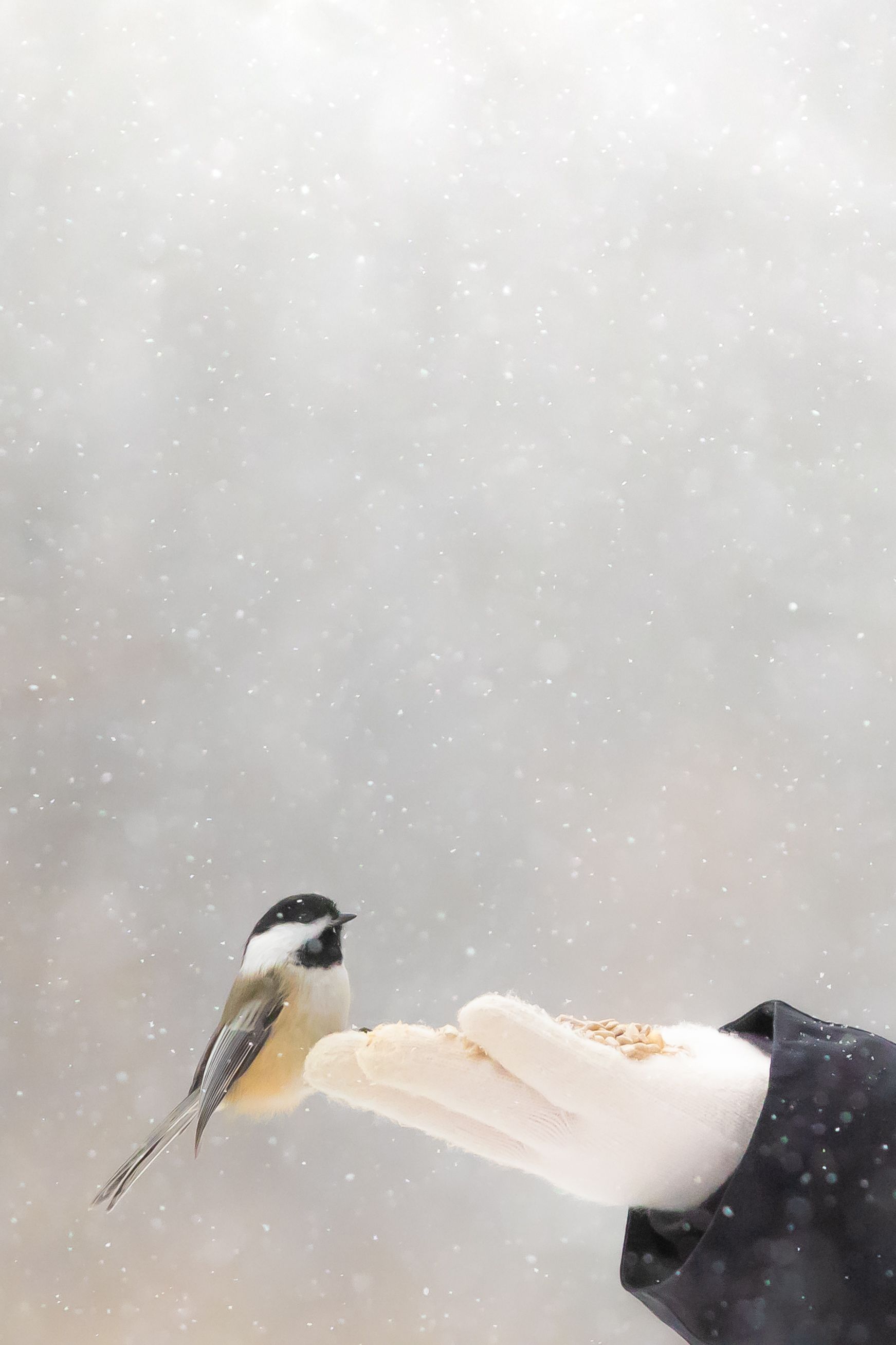 A Person Feeding Black Capped Chickadee in the Snow · Free Stock Photo