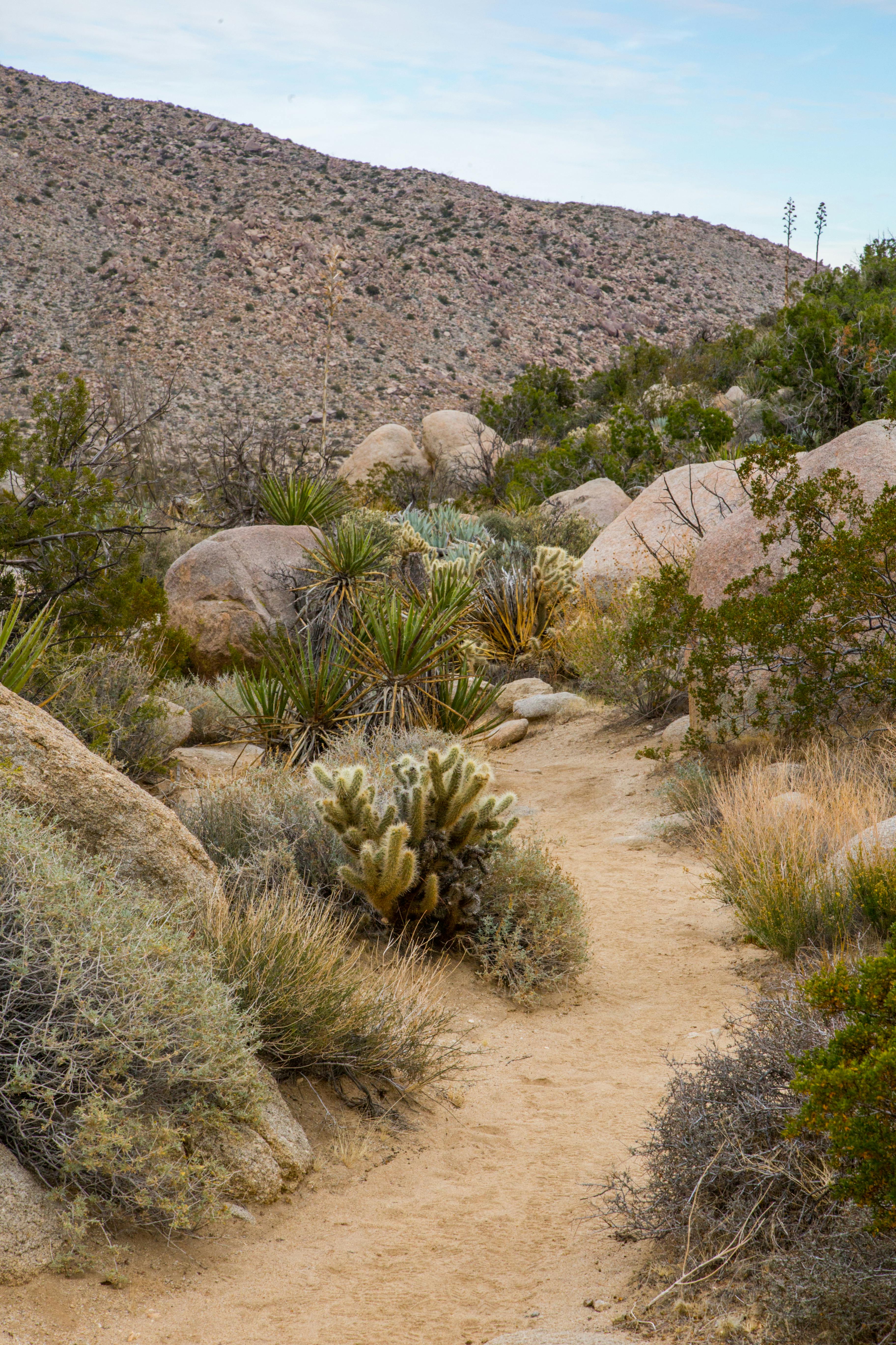 Desert Plants Growing in Arid Wasteland · Free Stock Photo