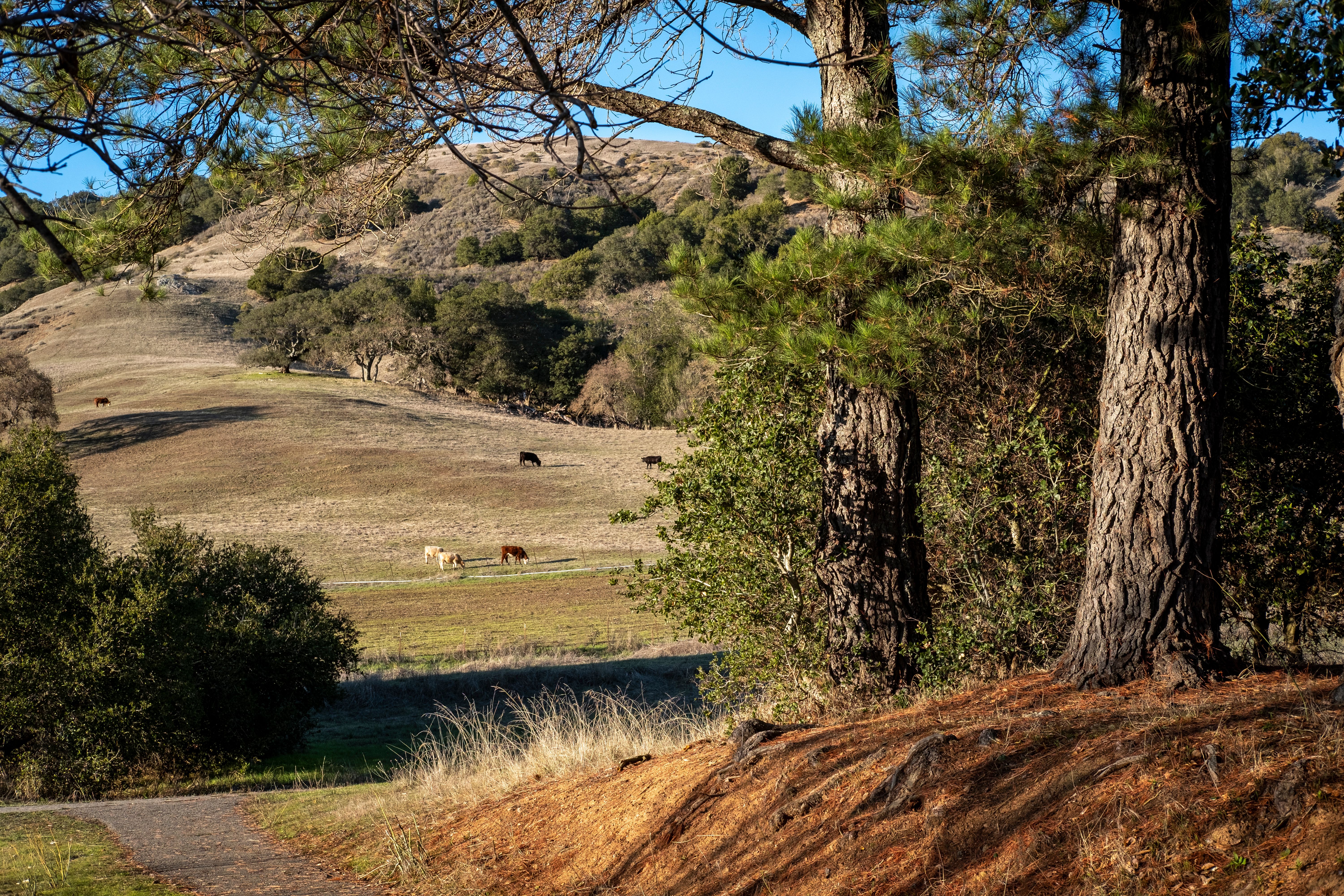 Trees near Pasture with Horses · Free Stock Photo