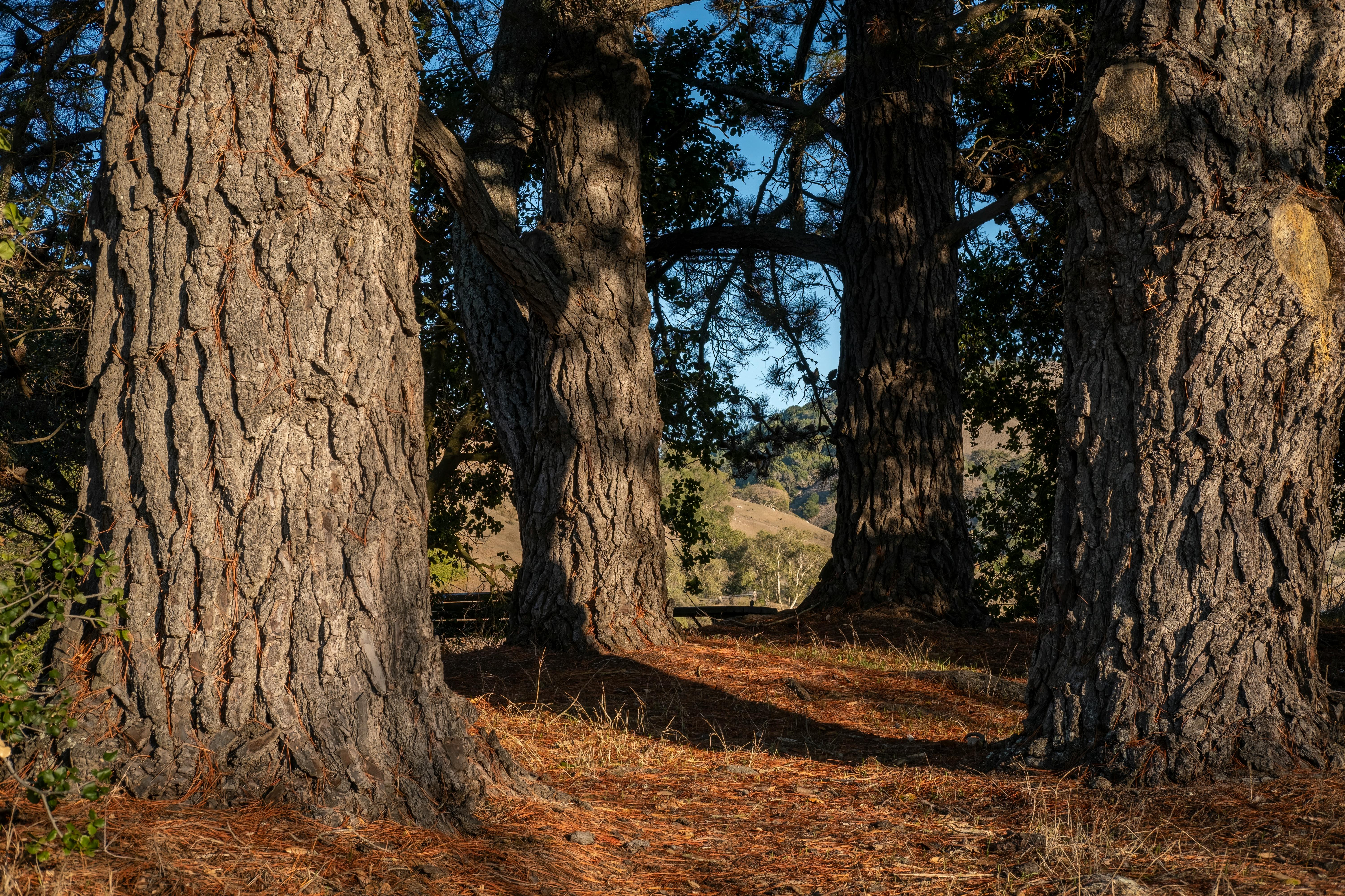 Big Trees in the Forest · Free Stock Photo