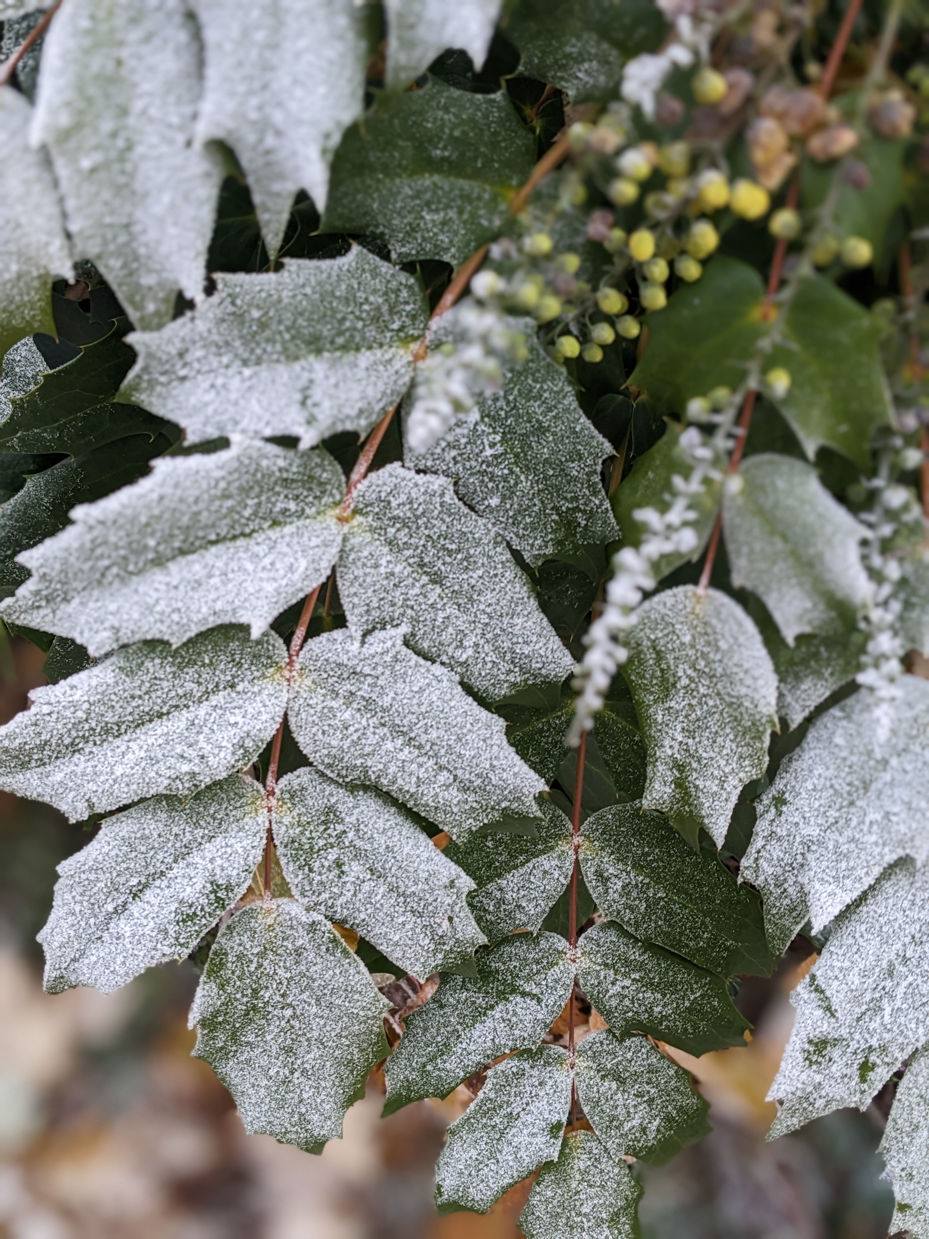 Close-Up Photograph of Frosty Leaves · Free Stock Photo