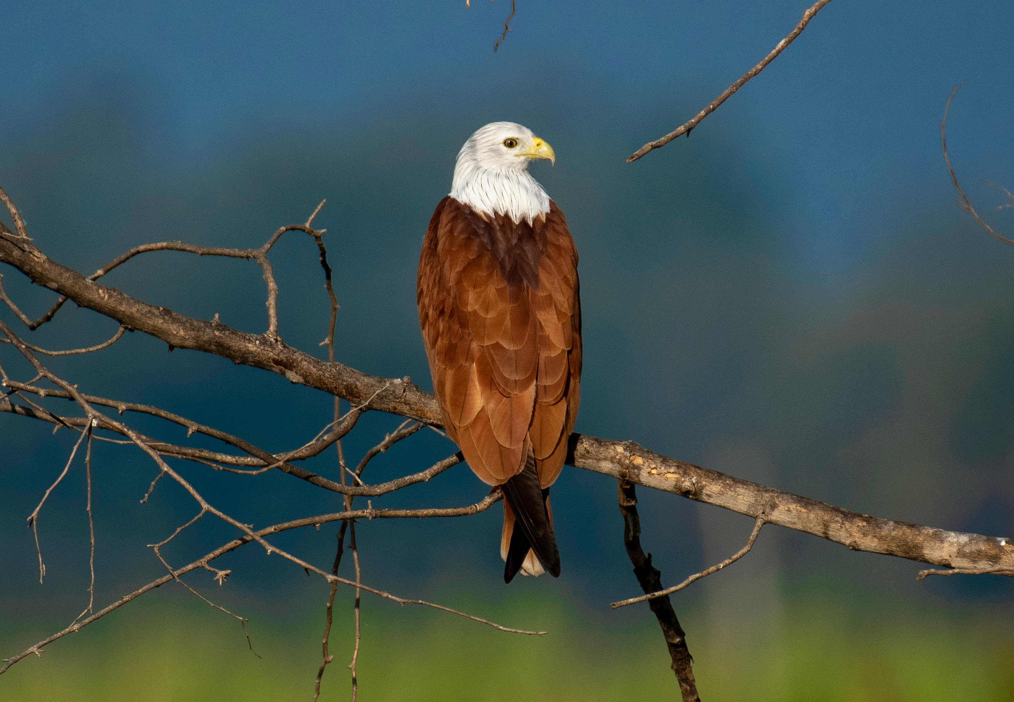 Brahminy Kite Photos, Download The BEST Free Brahminy Kite Stock Photos ...