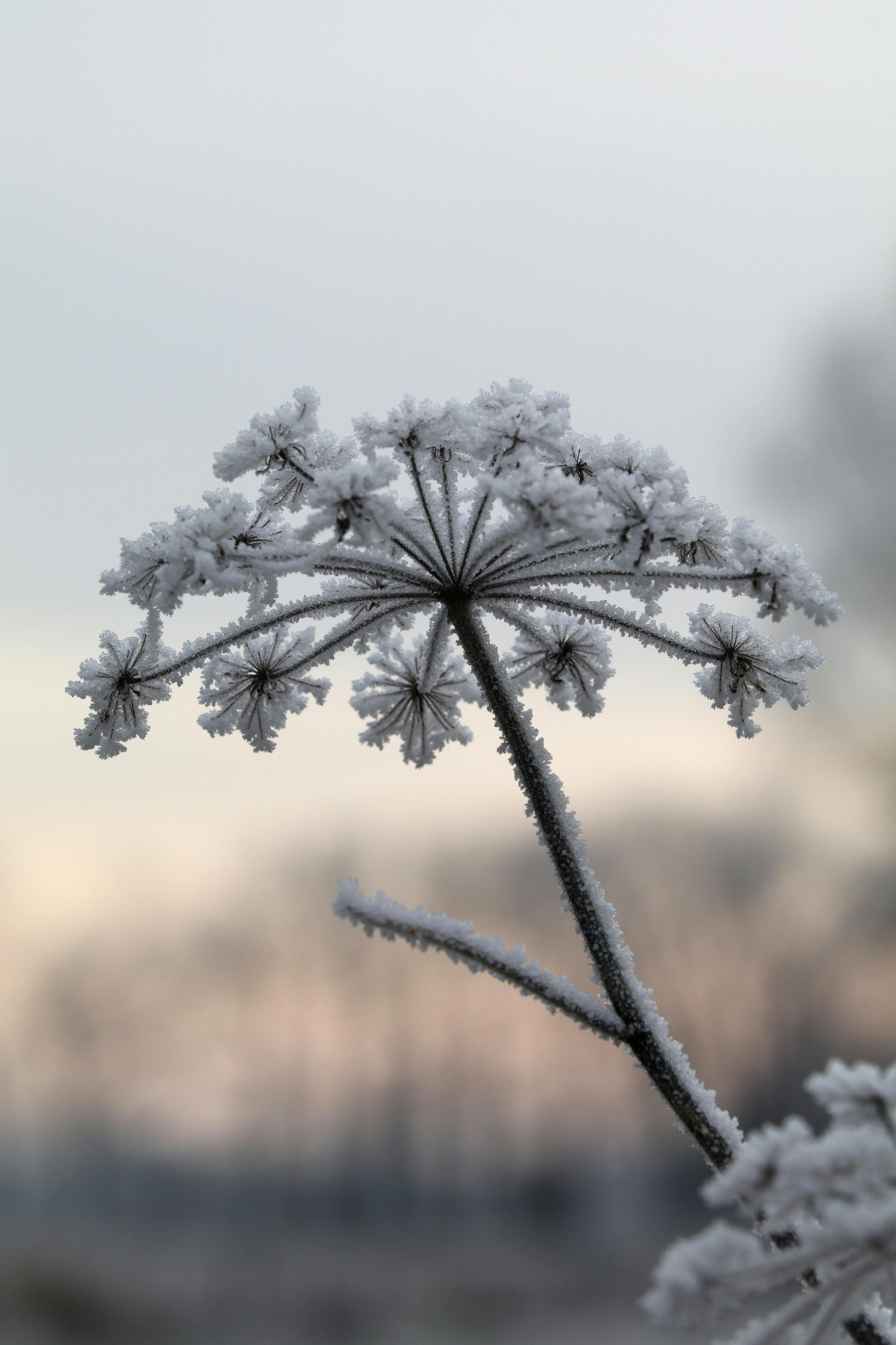A Frosted Plant · Free Stock Photo