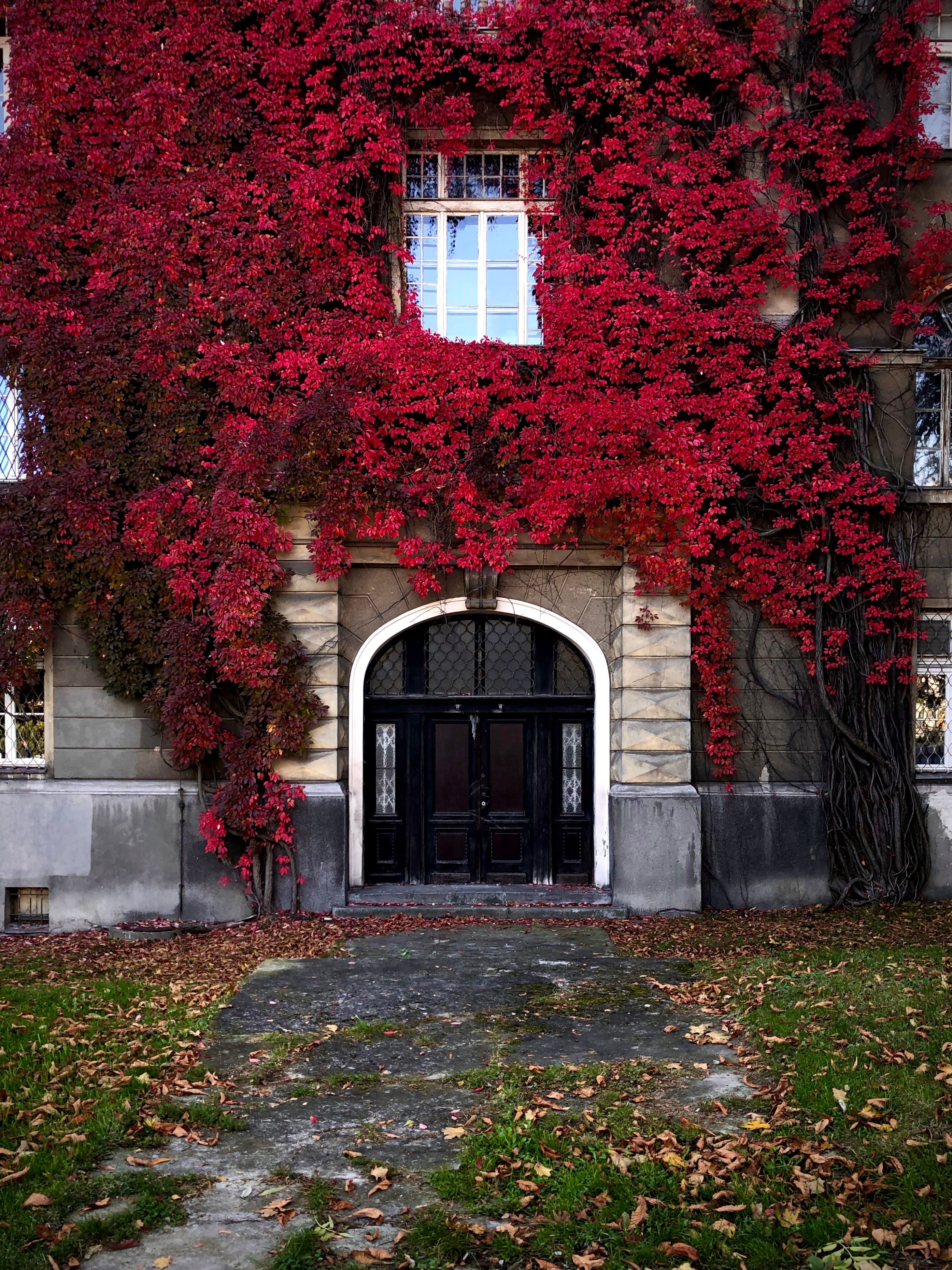 Facade Covered with Creeper · Free Stock Photo