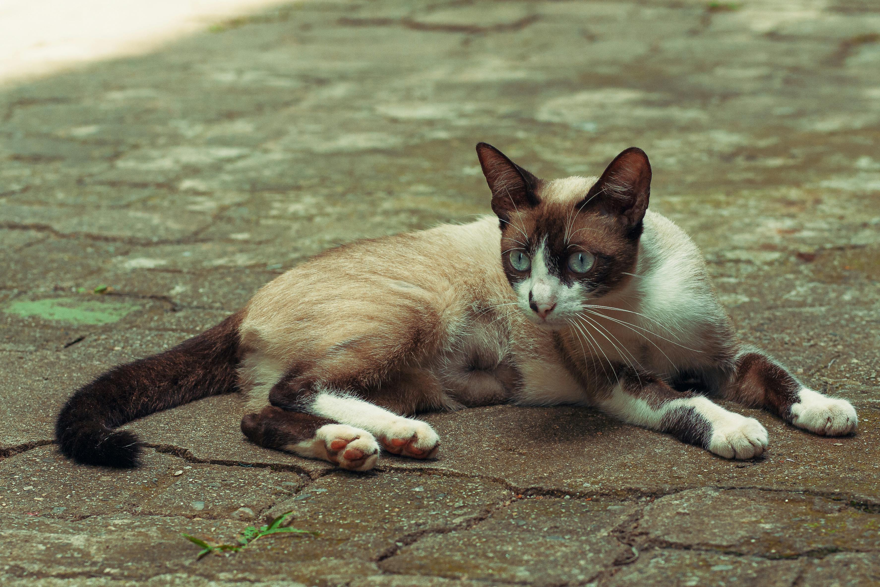 A Cute Siamese Cat Sitting on a Concrete Ground · Free Stock Photo