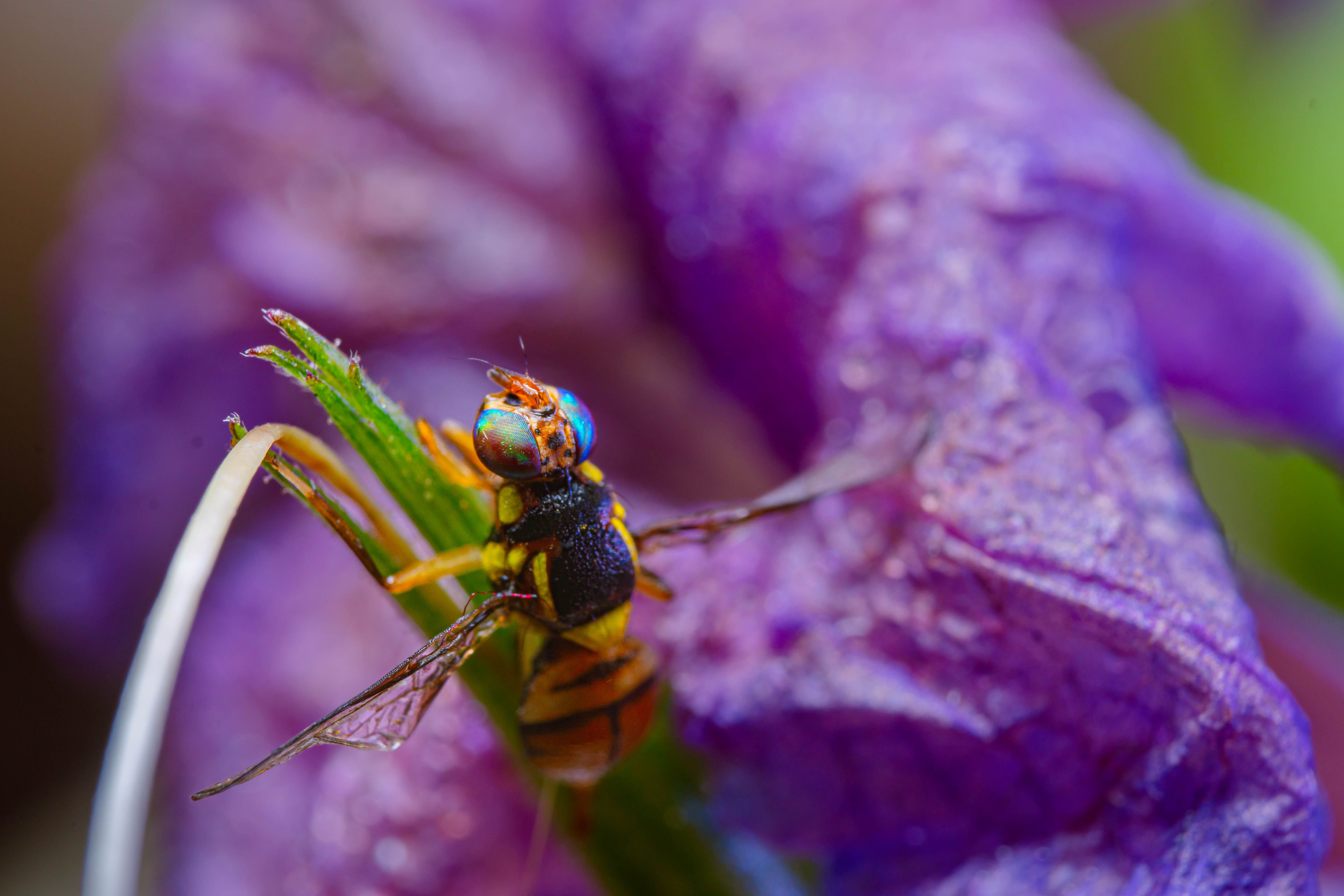Macro Photography of Insect Perched On Flower · Free Stock Photo