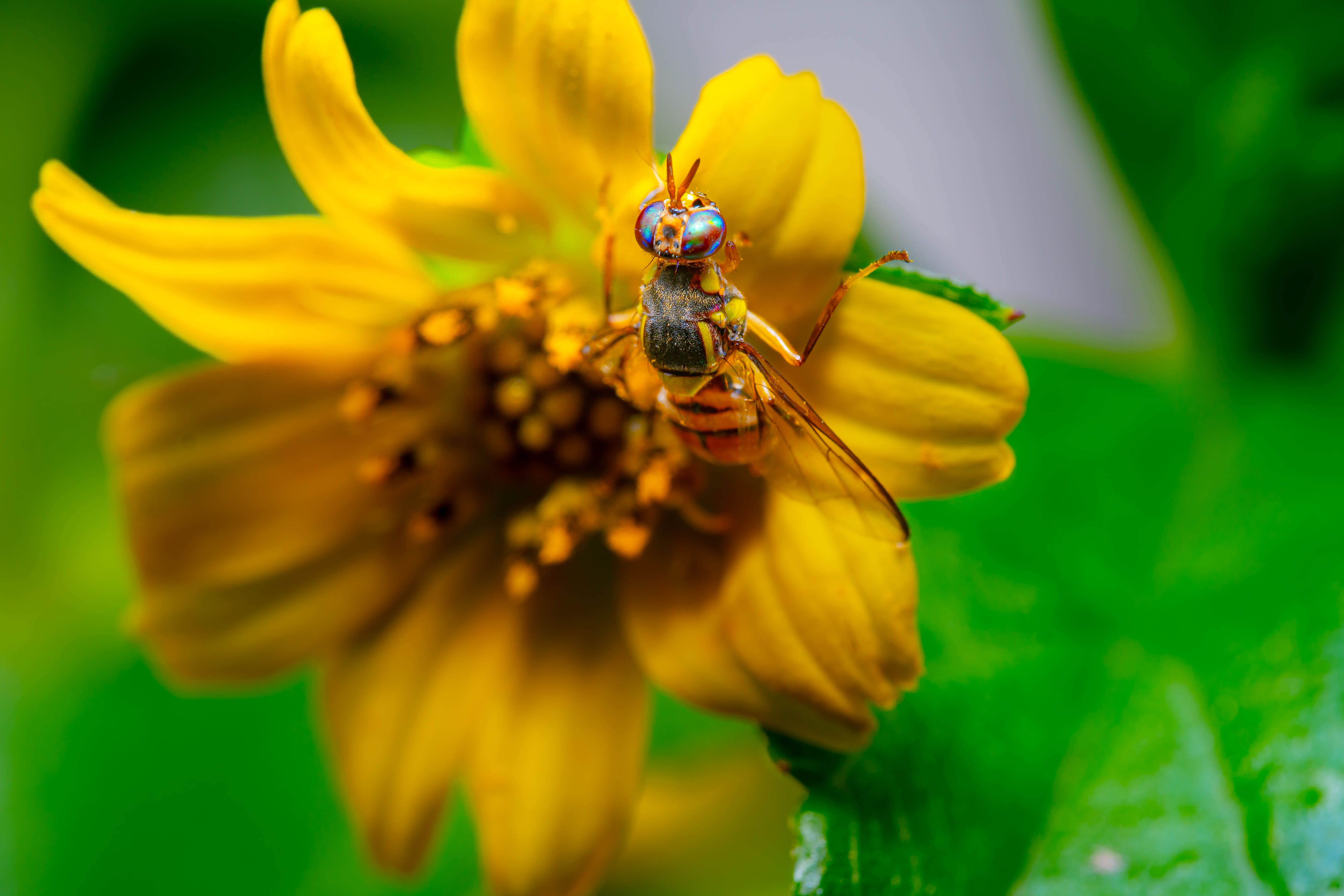 Macro Photography of Insect Perched On Flower · Free Stock Photo