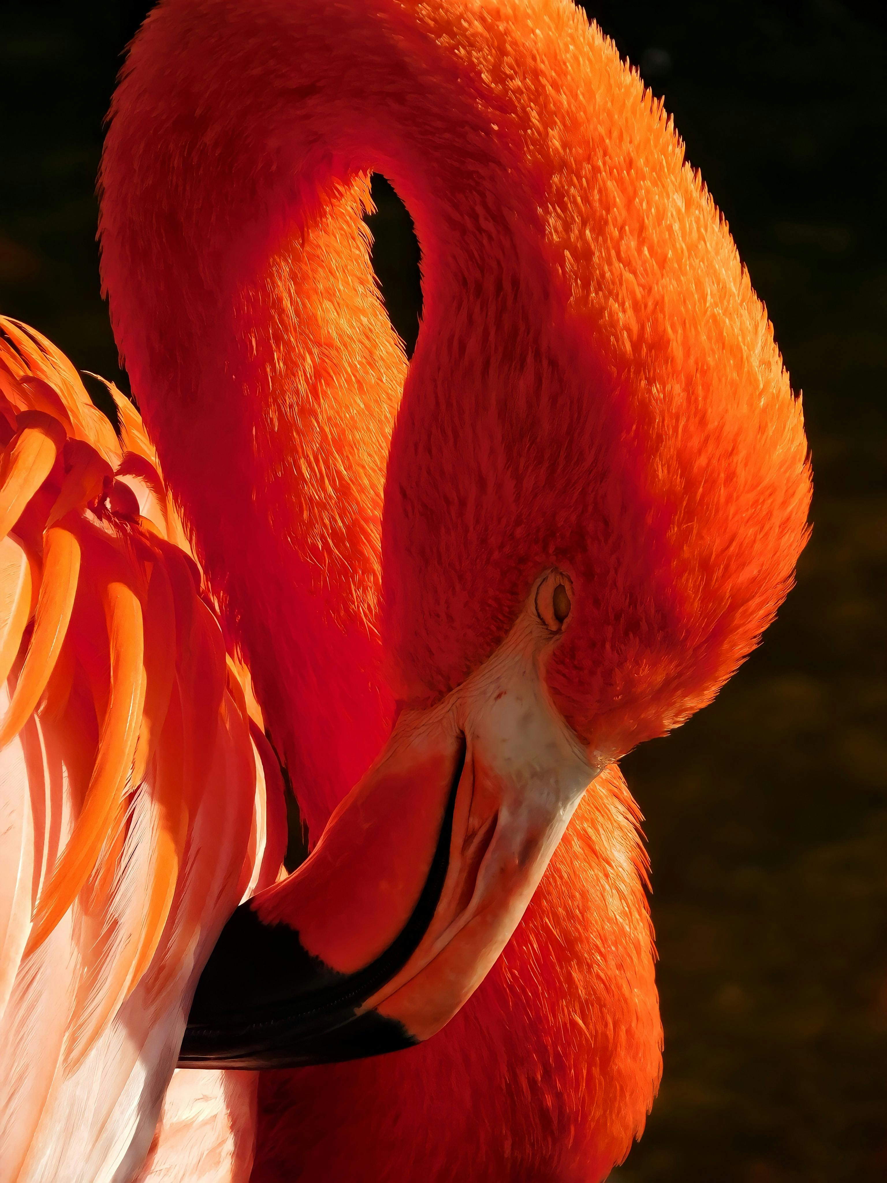 Pink Flamingo in Close Up Shot · Free Stock Photo