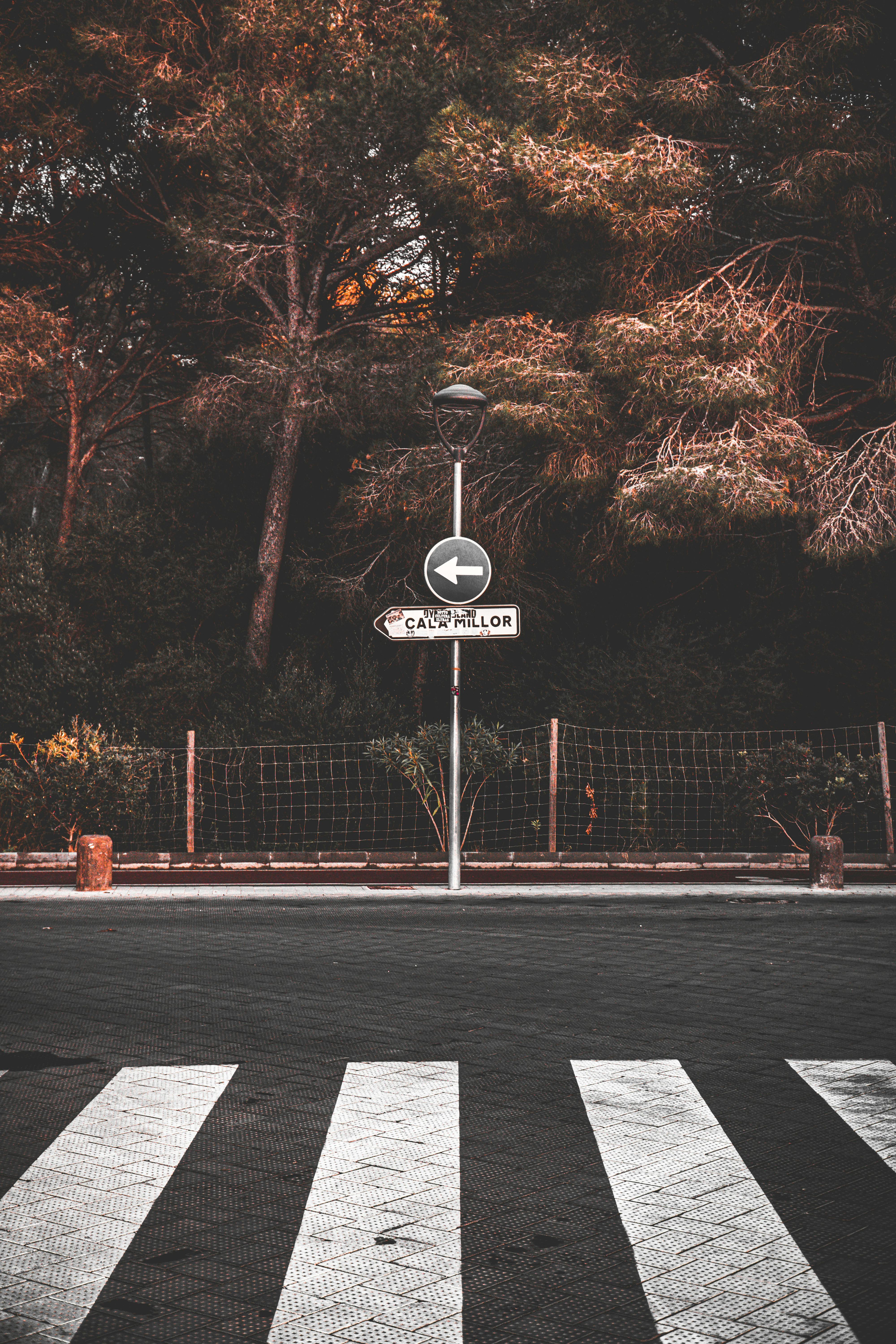 Zebra Crossing with a Road Sign and Autumn Trees in the Background ...