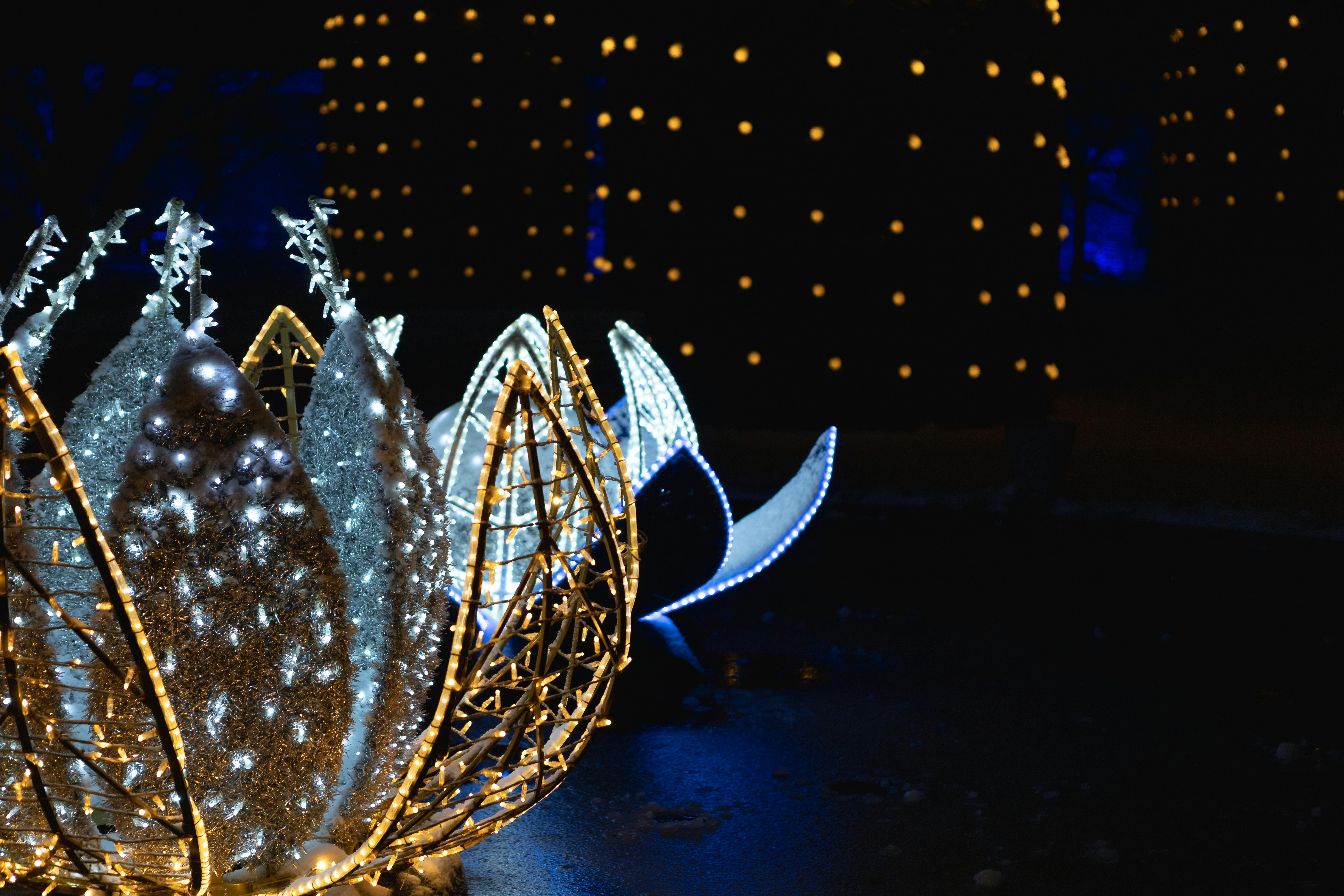 Flower Lights Photos, Download The BEST Free Flower Lights Stock Photos ...