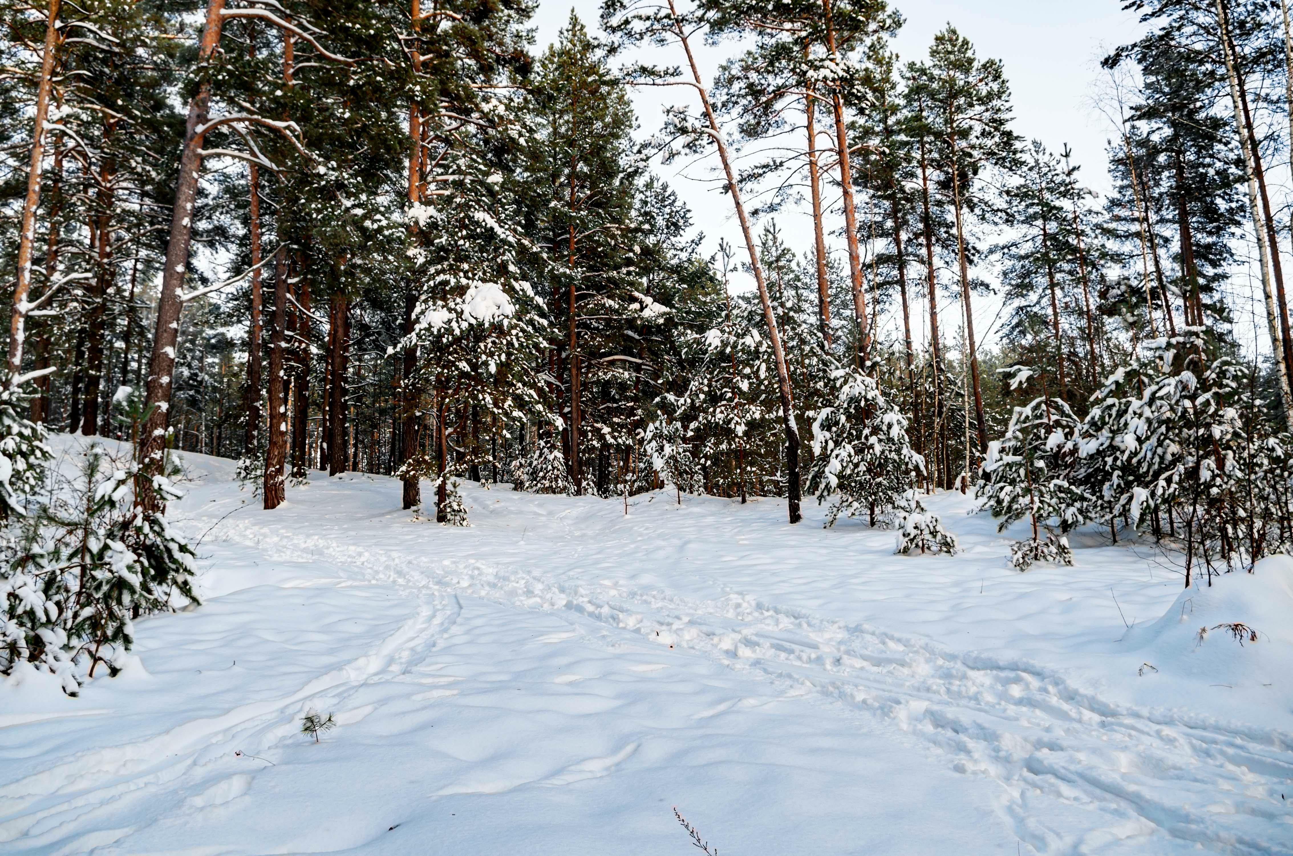 Trees on Snow-Covered Ground · Free Stock Photo