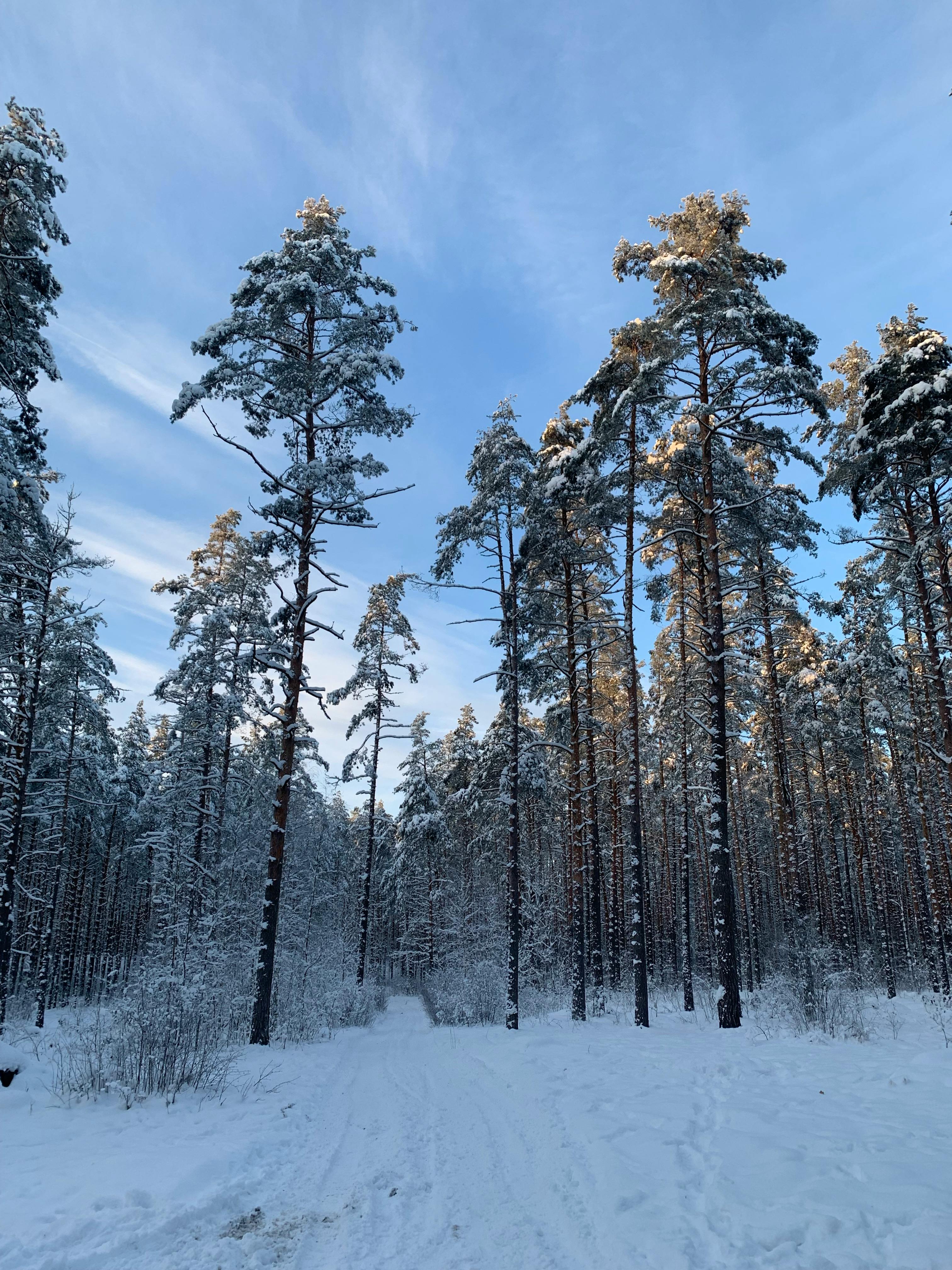 Free stock photo of beautiful, blue sky, branches, bright, calm, chilly ...
