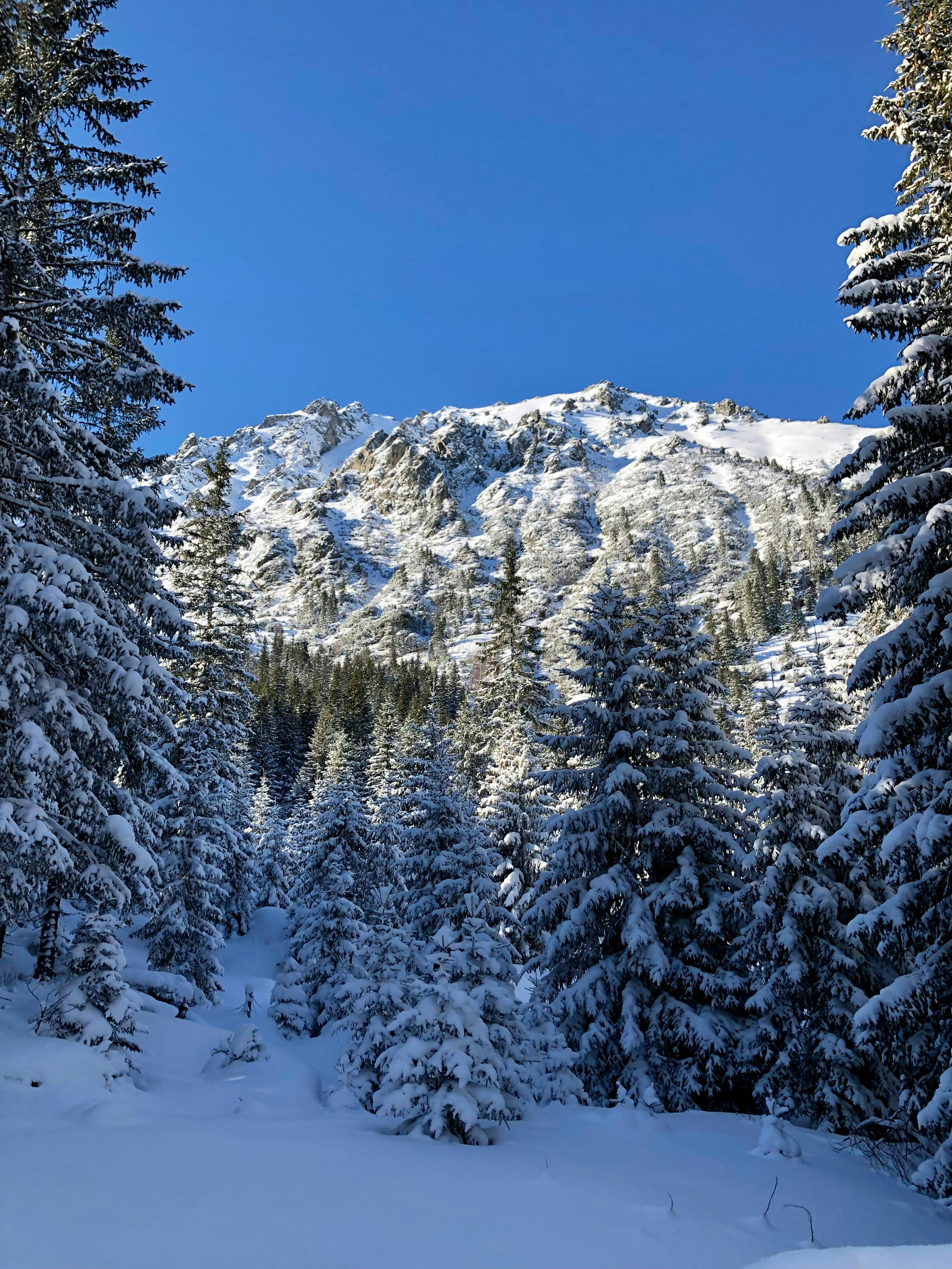 Clear Sky over Forest in Winter · Free Stock Photo