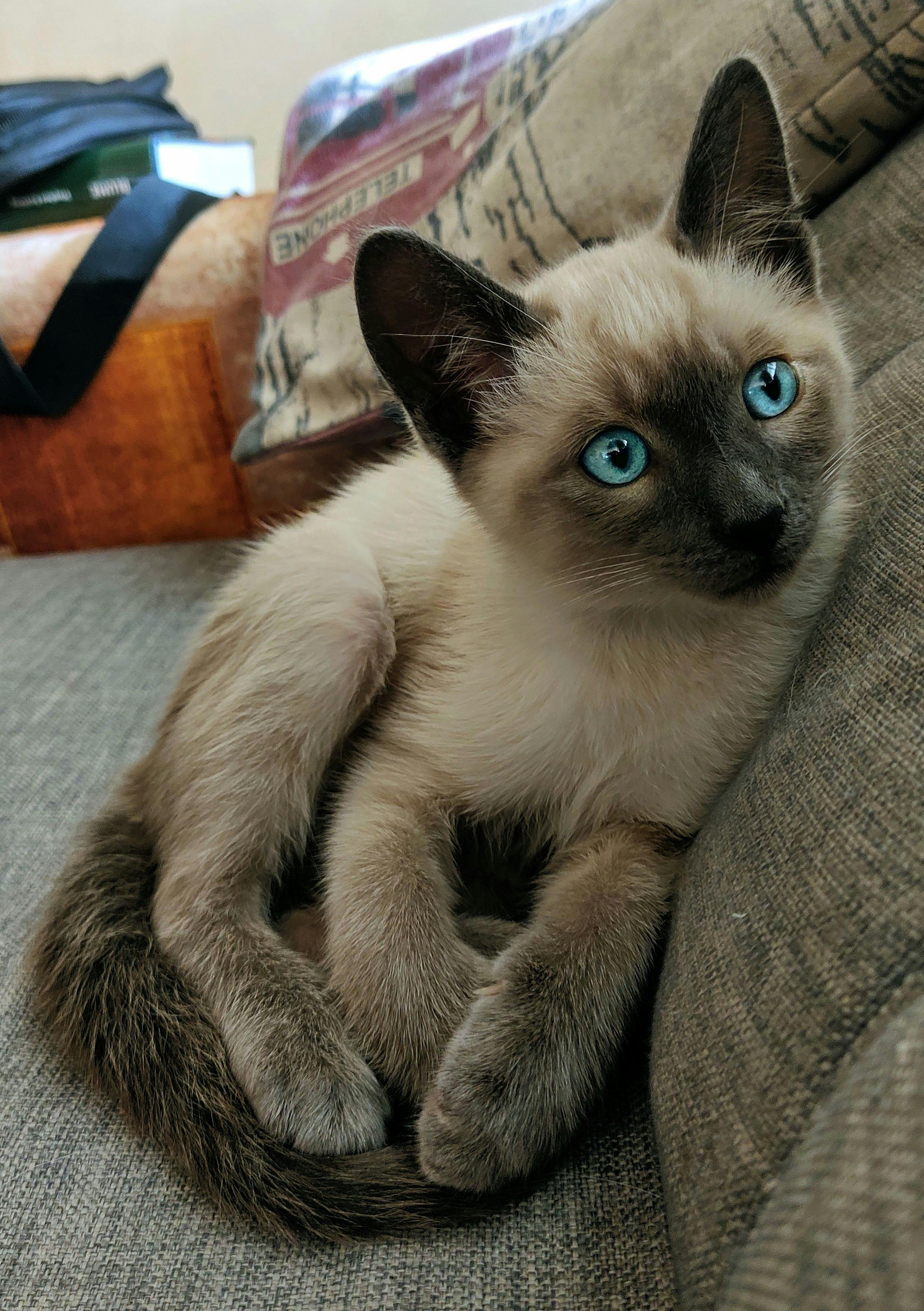 Rodolfo Acosta - 写真