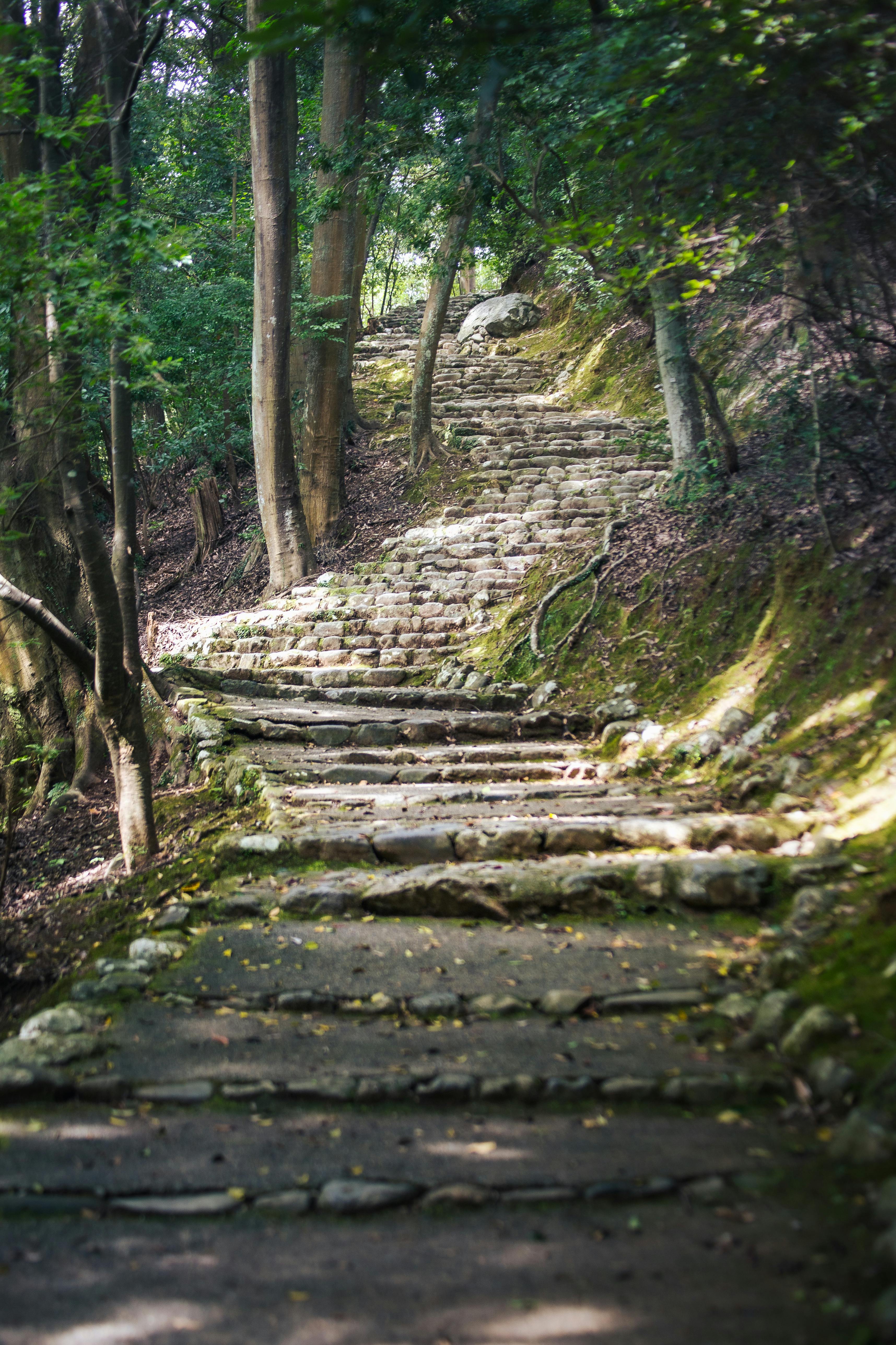 Stone Steps in a Park between Trees · Free Stock Photo