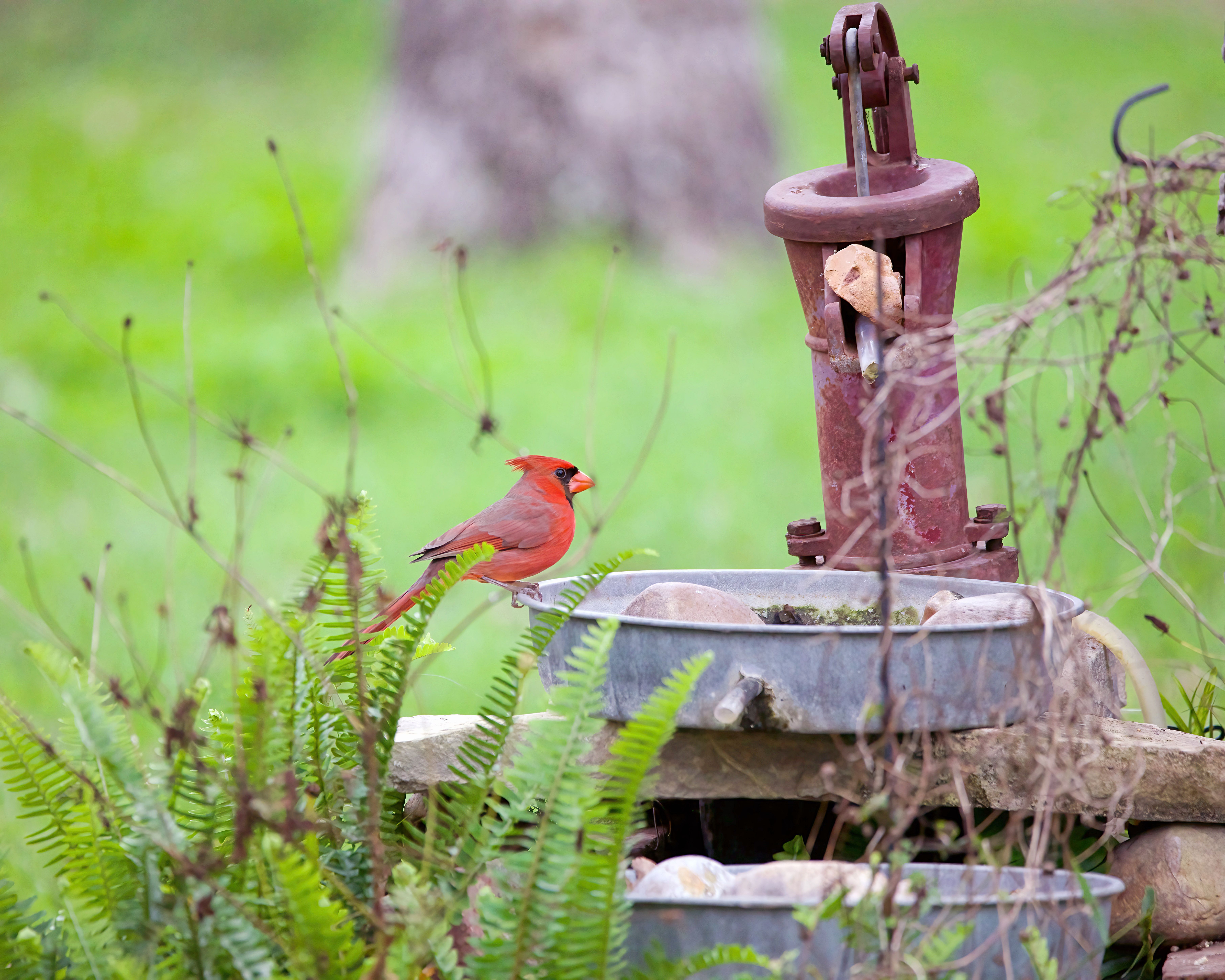 A Northern Cardinal · Free Stock Photo