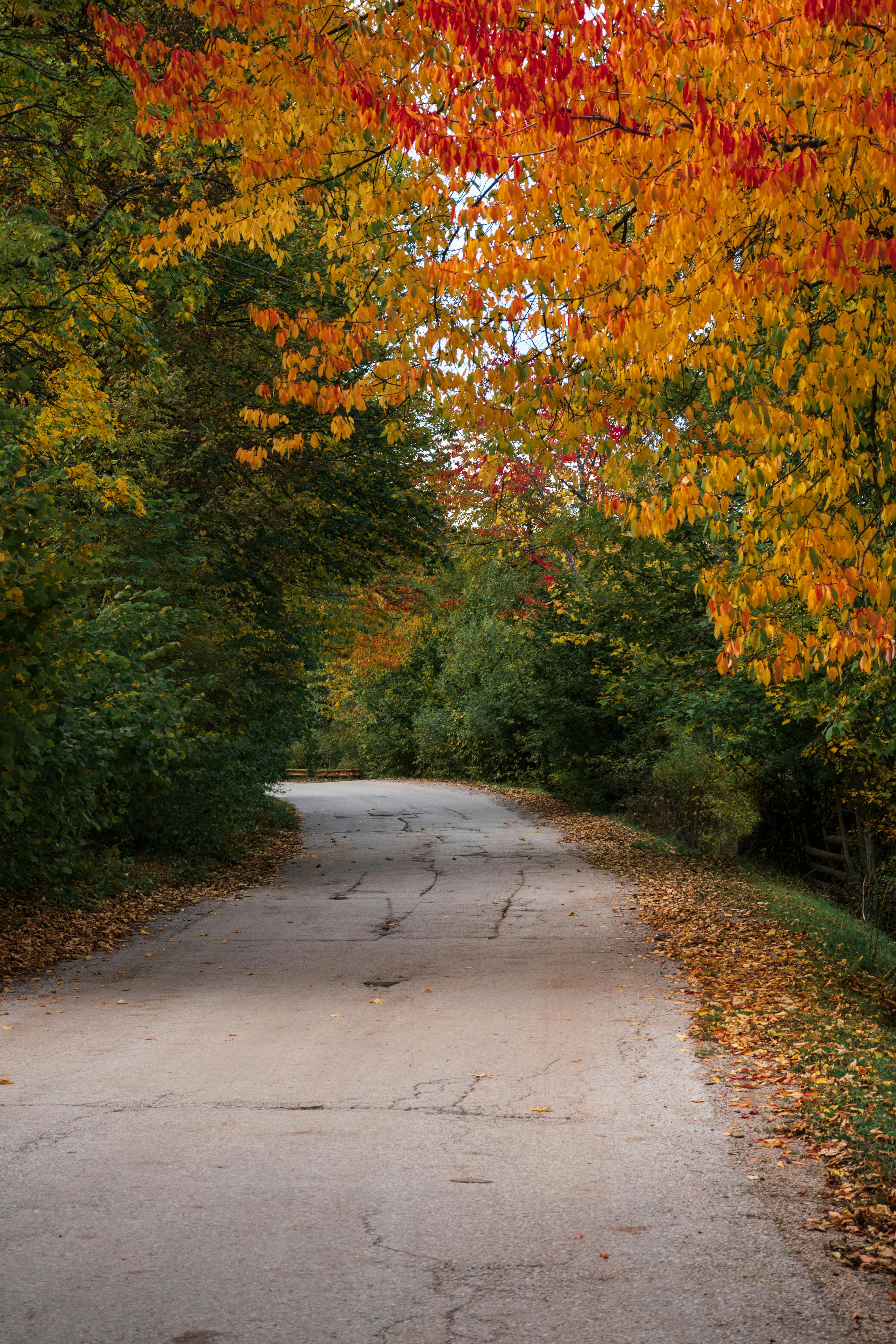 Autumn Trees Photos, Download The BEST Free Autumn Trees Stock Photos ...