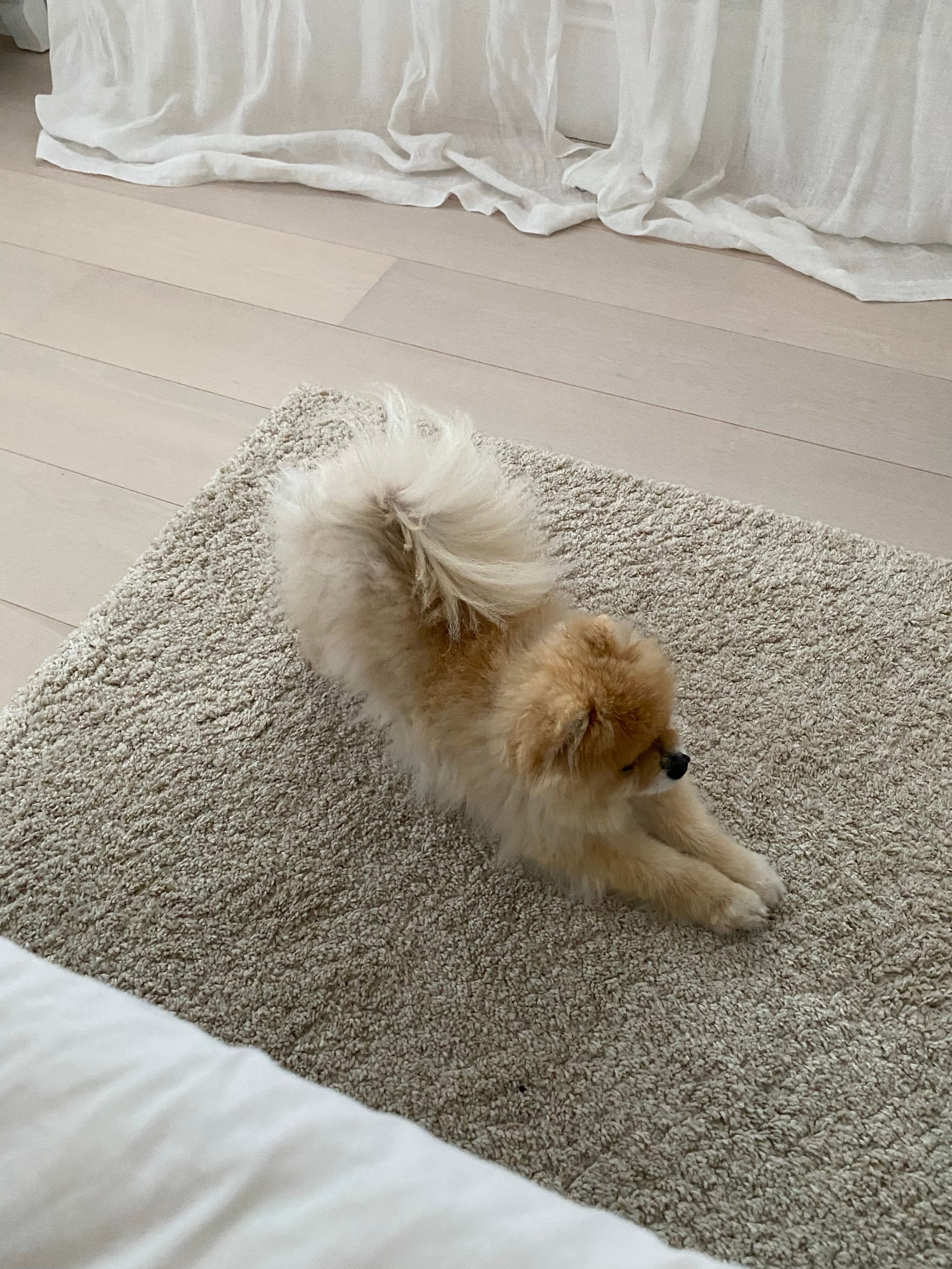 Dog Stretching Photos, Download The BEST Free Dog Stretching Stock ...