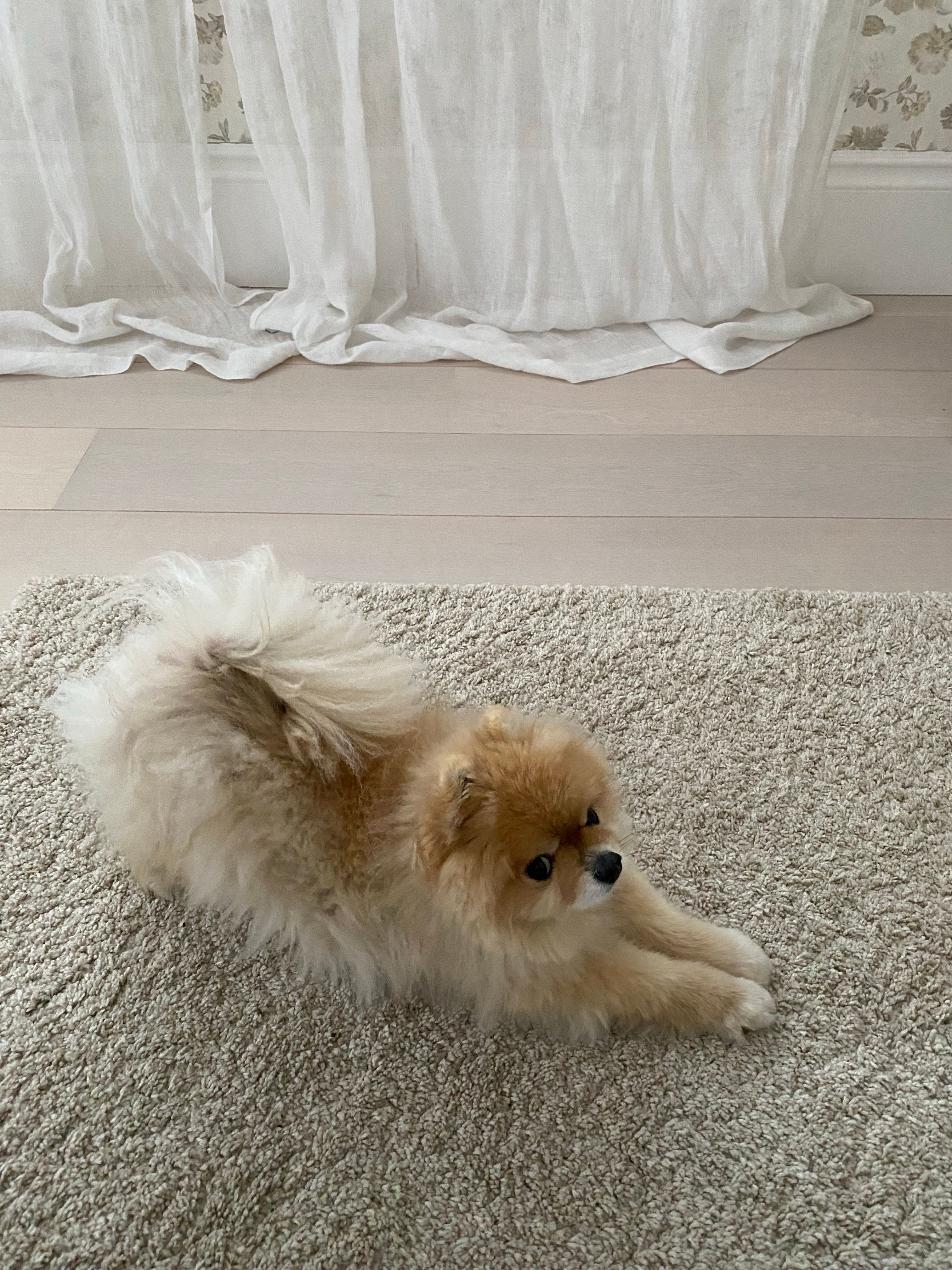 Stretching Dog Photos, Download The BEST Free Stretching Dog Stock ...