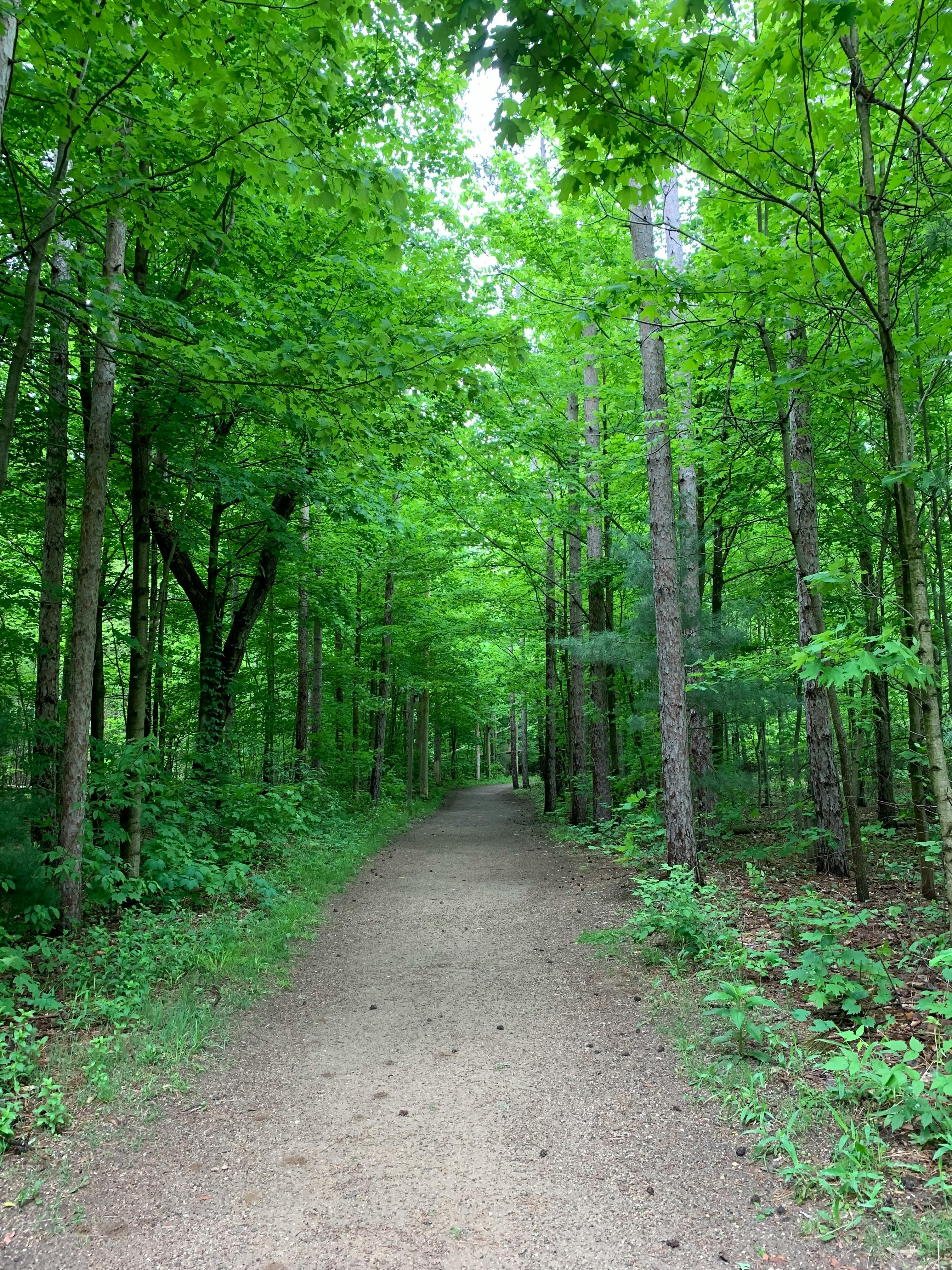 Unpaved Pathway in the Woods · Free Stock Photo