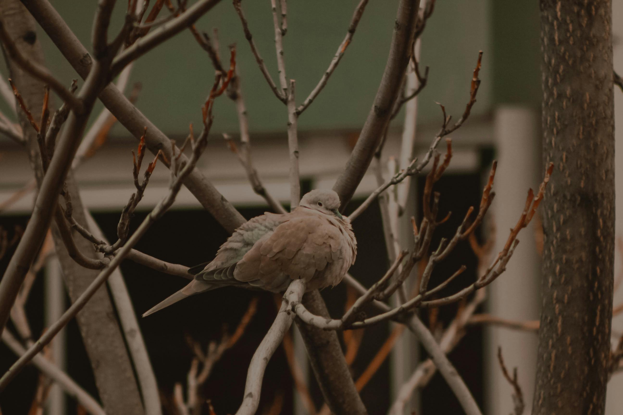 Close-up of a Pigeon Sitting on a Tree · Free Stock Photo