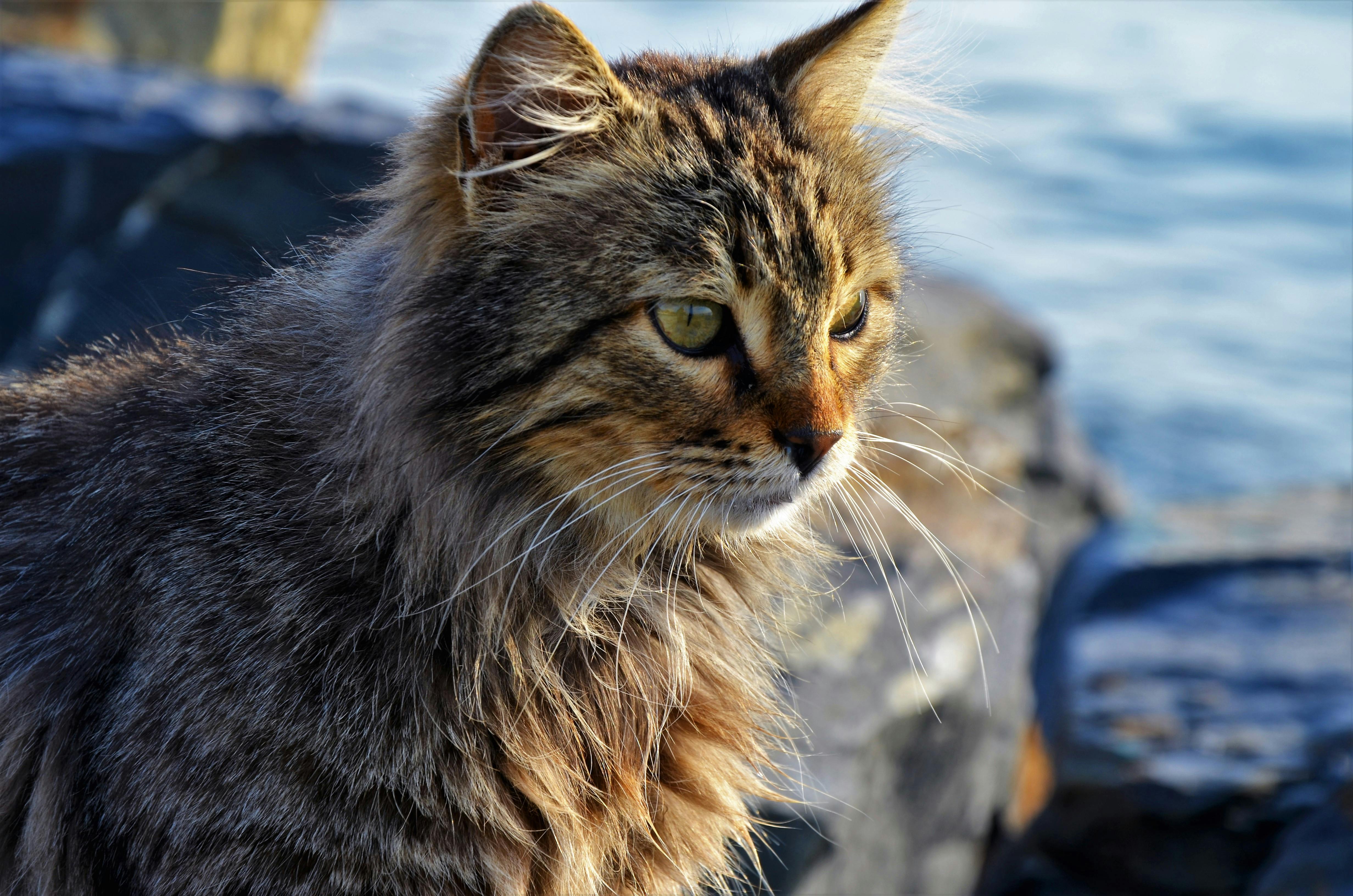 Tabby Cat in Close Up Photography · Free Stock Photo