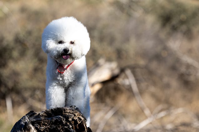Discover Bichon Frise Colors: Varieties, Patterns, and More