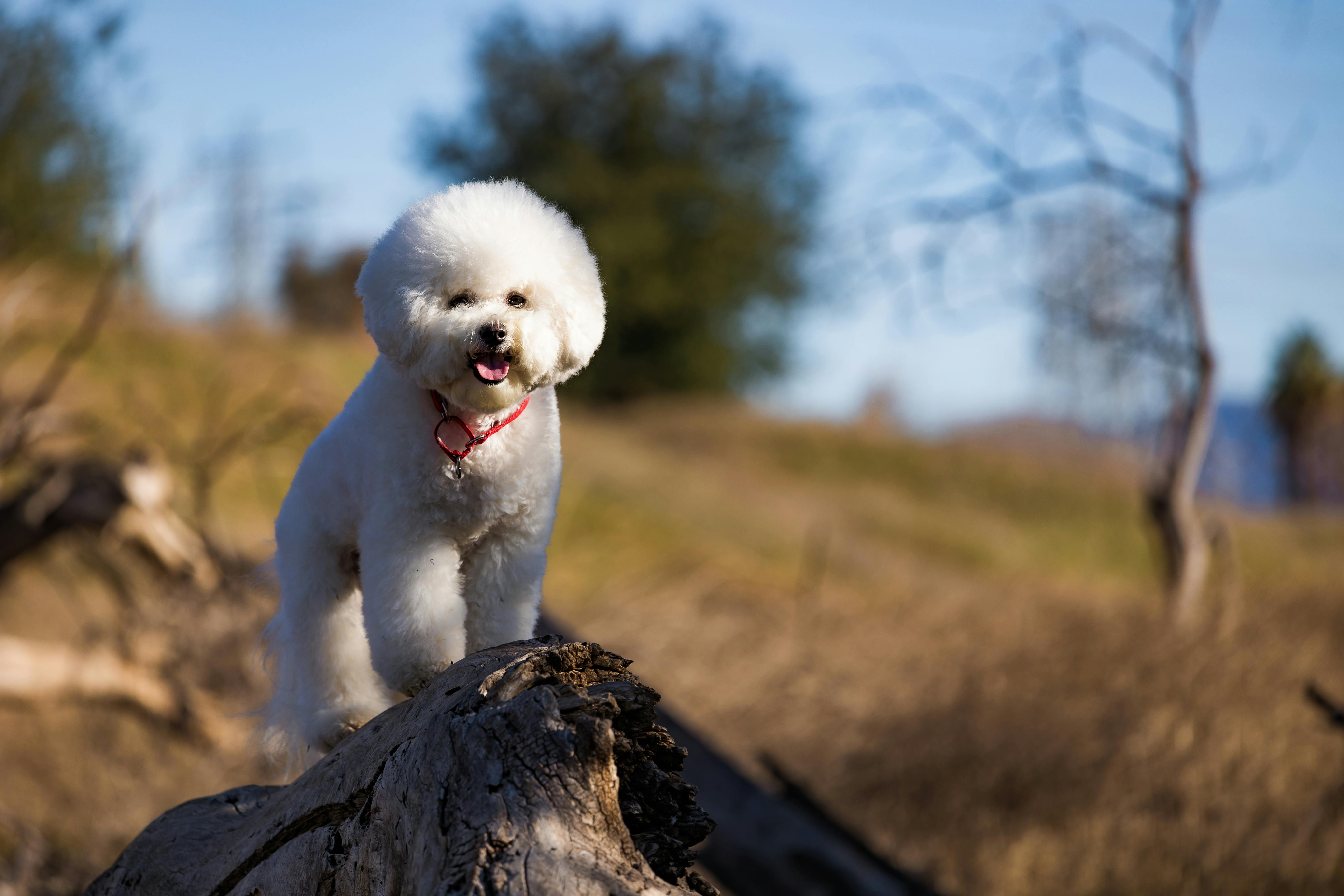 A Dog on a Tree Stump · Free Stock Photo