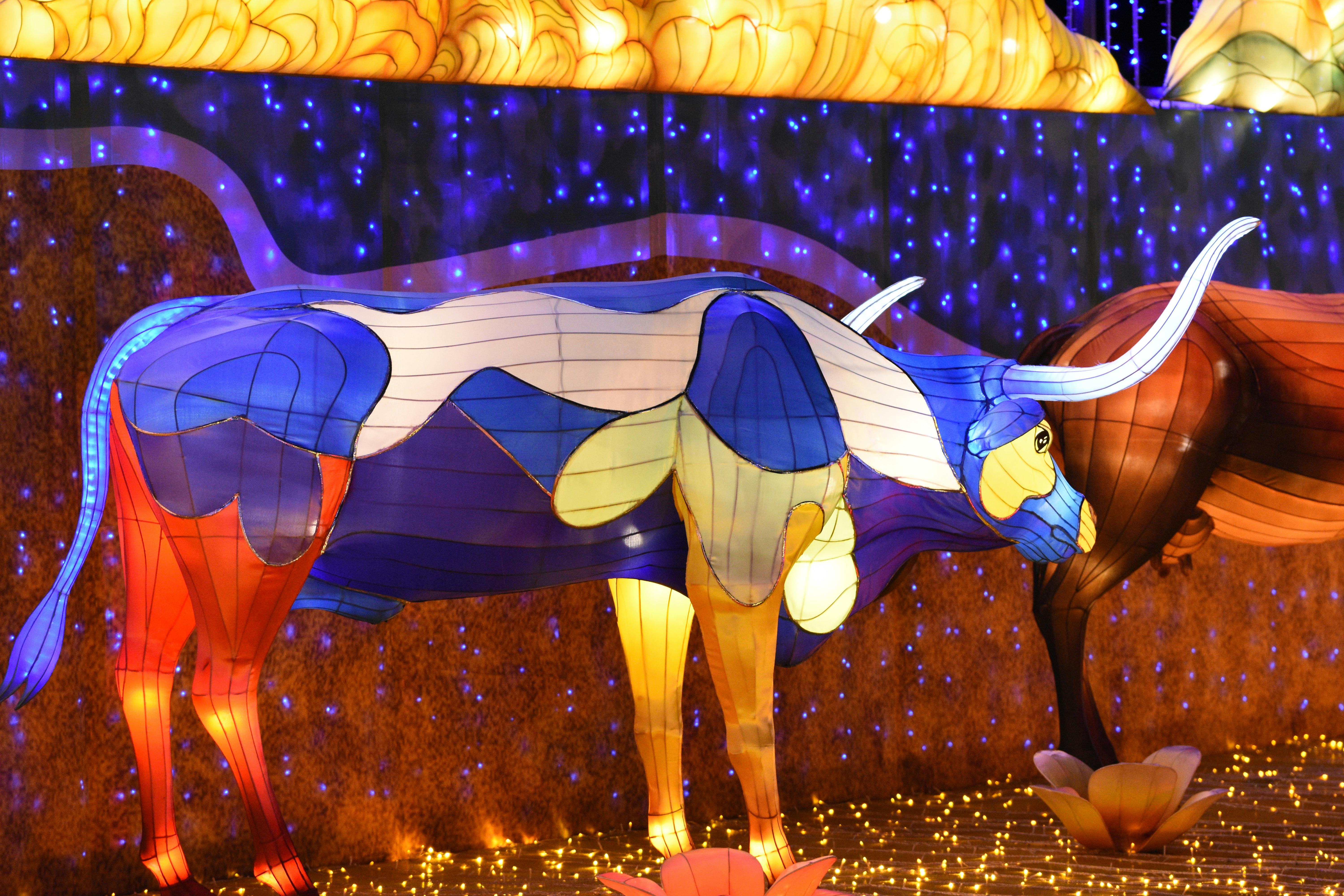 Colorful, Illuminated Bull · Free Stock Photo