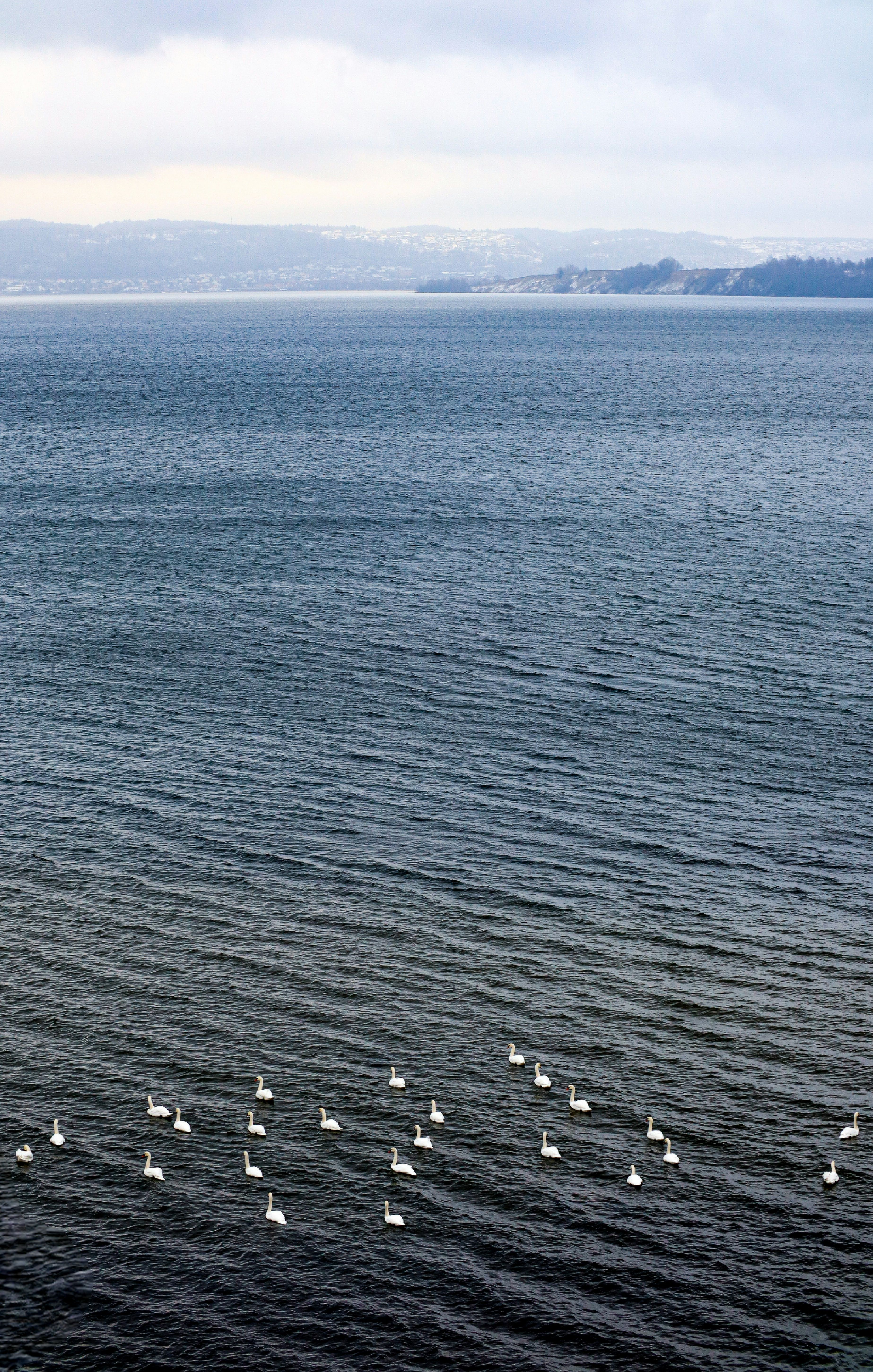 Birds on Water · Free Stock Photo