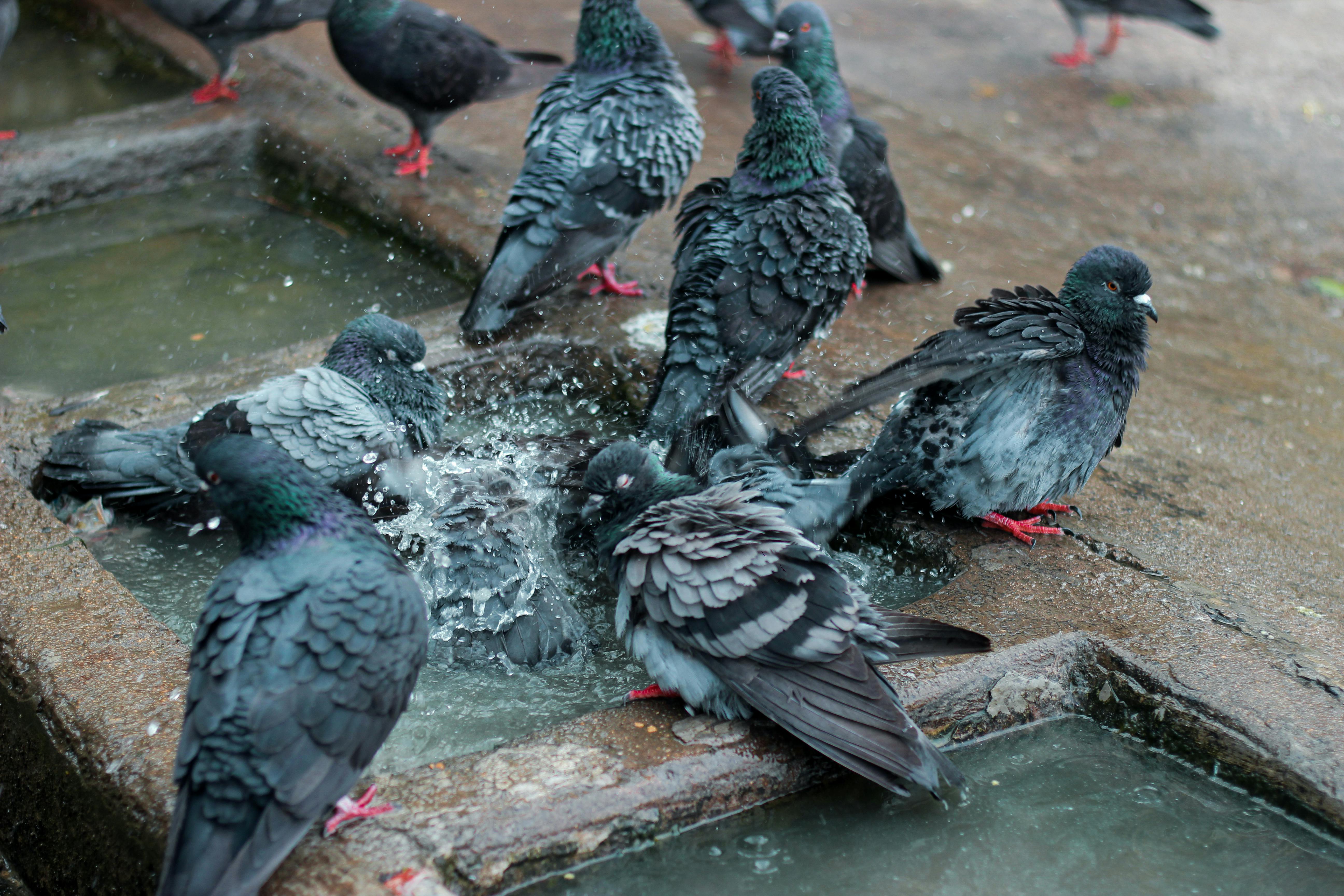 Birds Bathing Photos, Download The BEST Free Birds Bathing Stock Photos ...