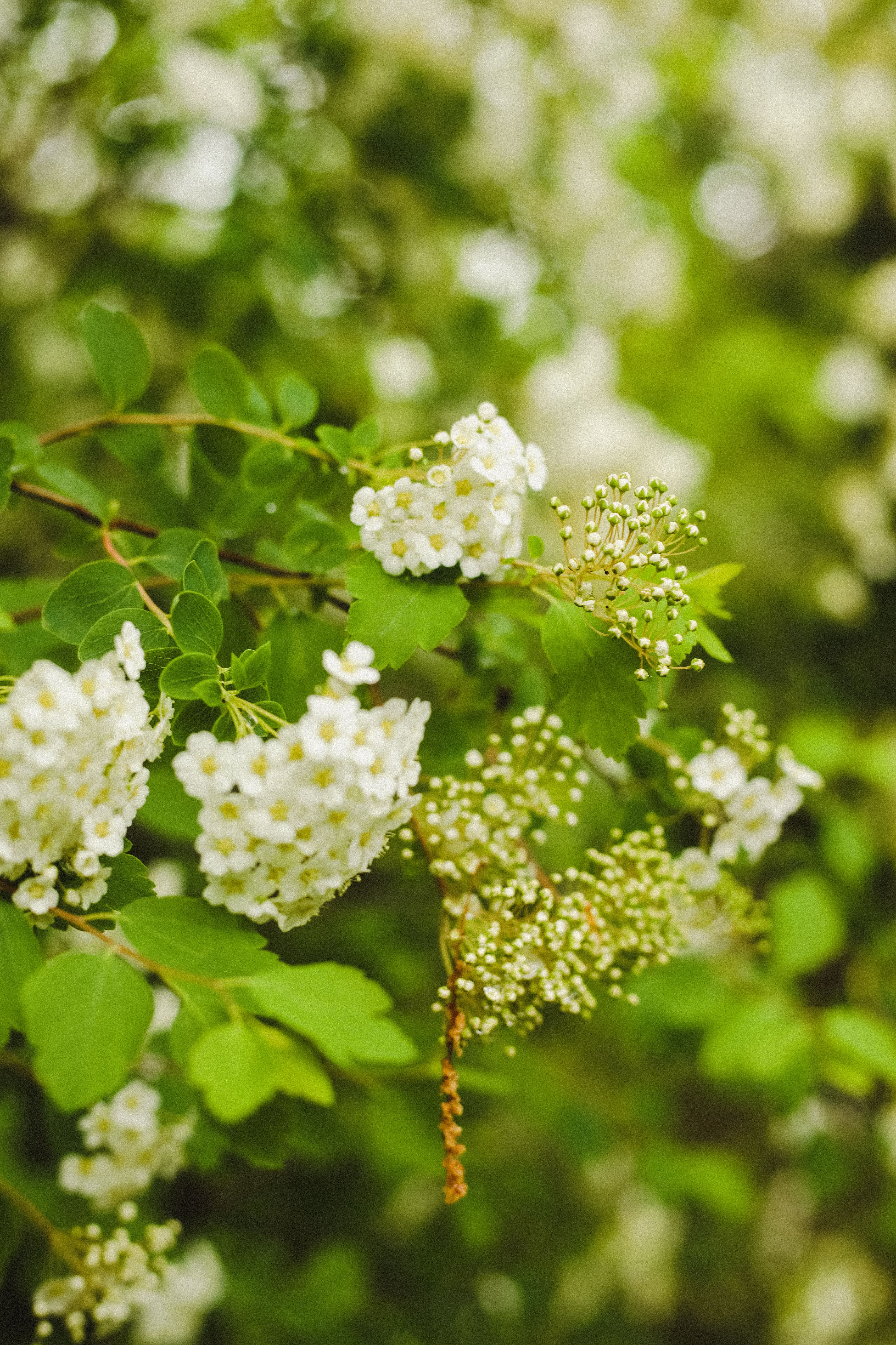 White Flowers in Close Up Photography · Free Stock Photo
