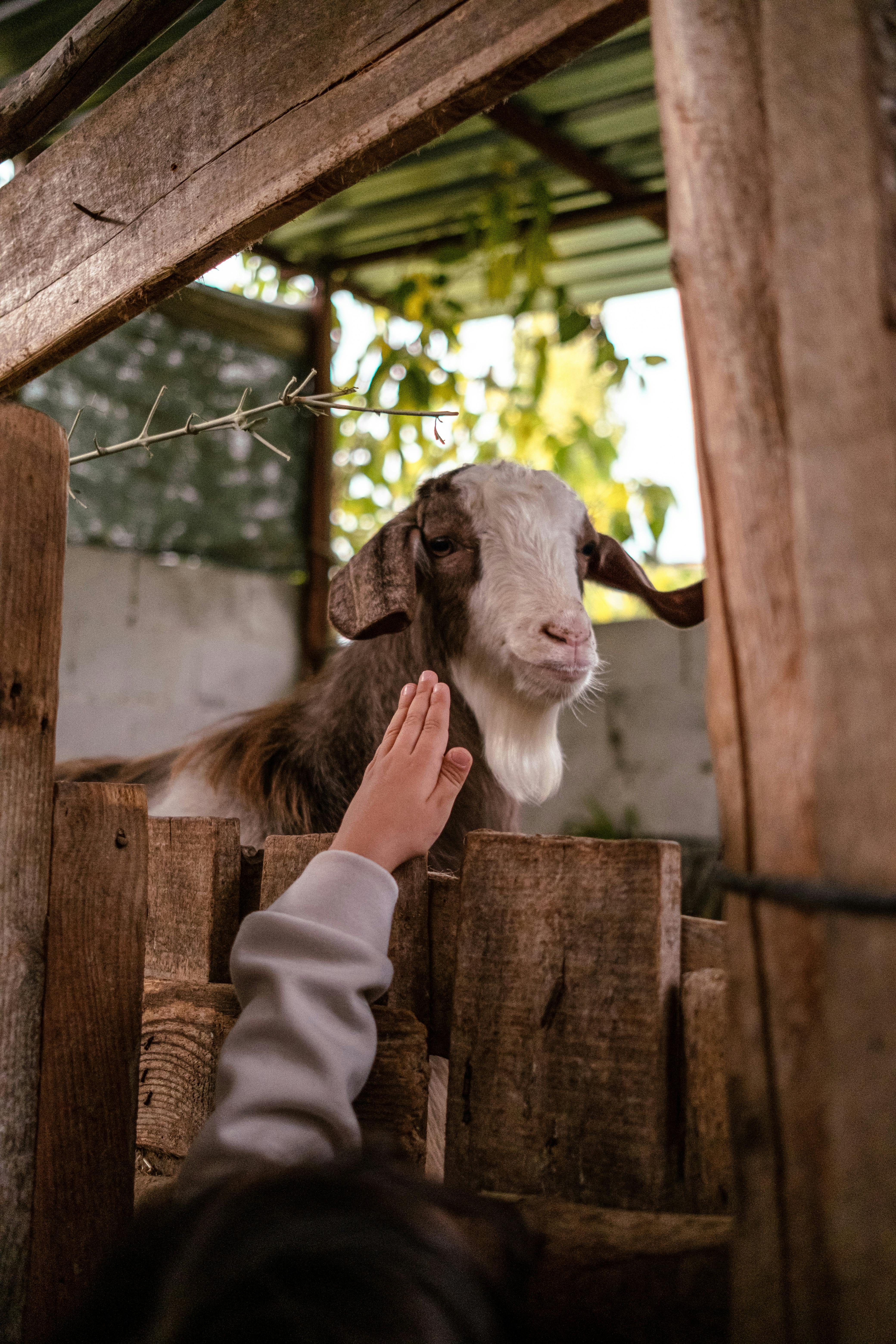 A Child Near a Goat · Free Stock Photo
